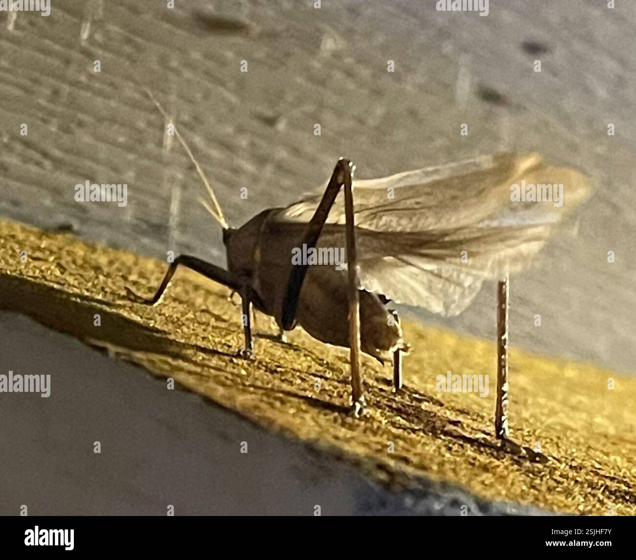 Common Coneheads (Neoconocephalus), Insecta, North Carolina, US Stock ...