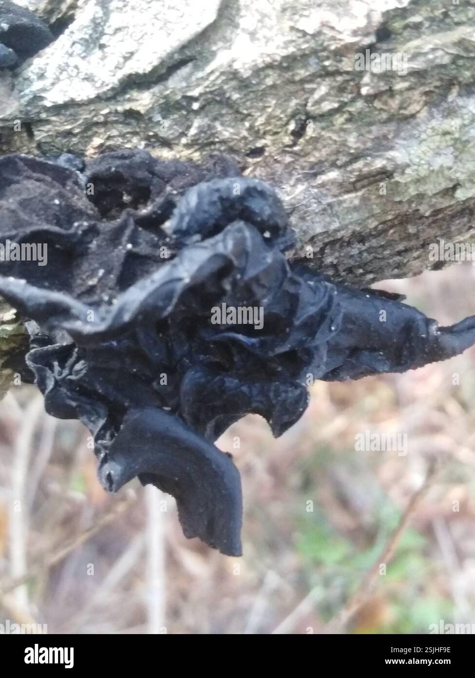 (Exidia truncata), Fungi, г. Заречный, Пензенская обл., Россия Stock ...