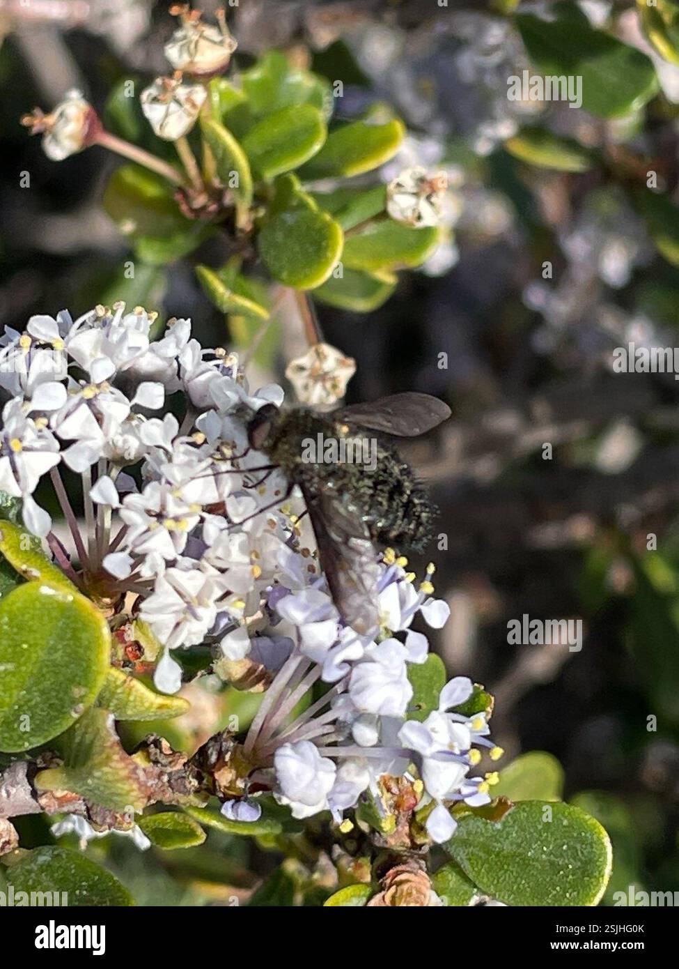 (Conophorus), Insecta, Monaña de Oro State Park, Los Osos, CA, US, Associated plant is Buckbrush ...