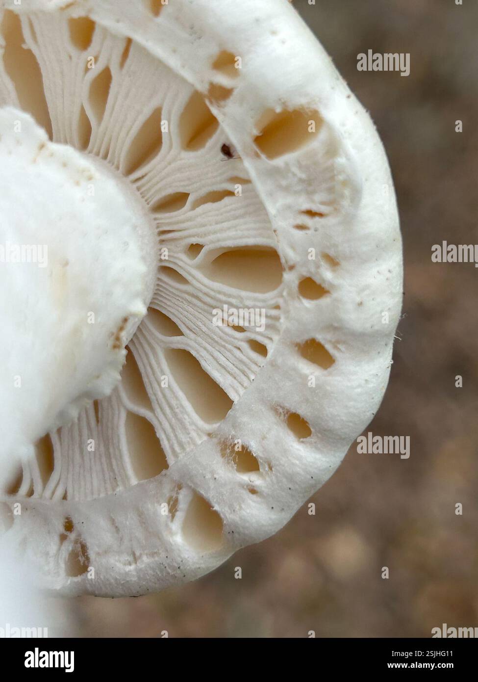 Western Destroying Angel (Amanita ocreata), Fungi, Montaña de Oro State ...
