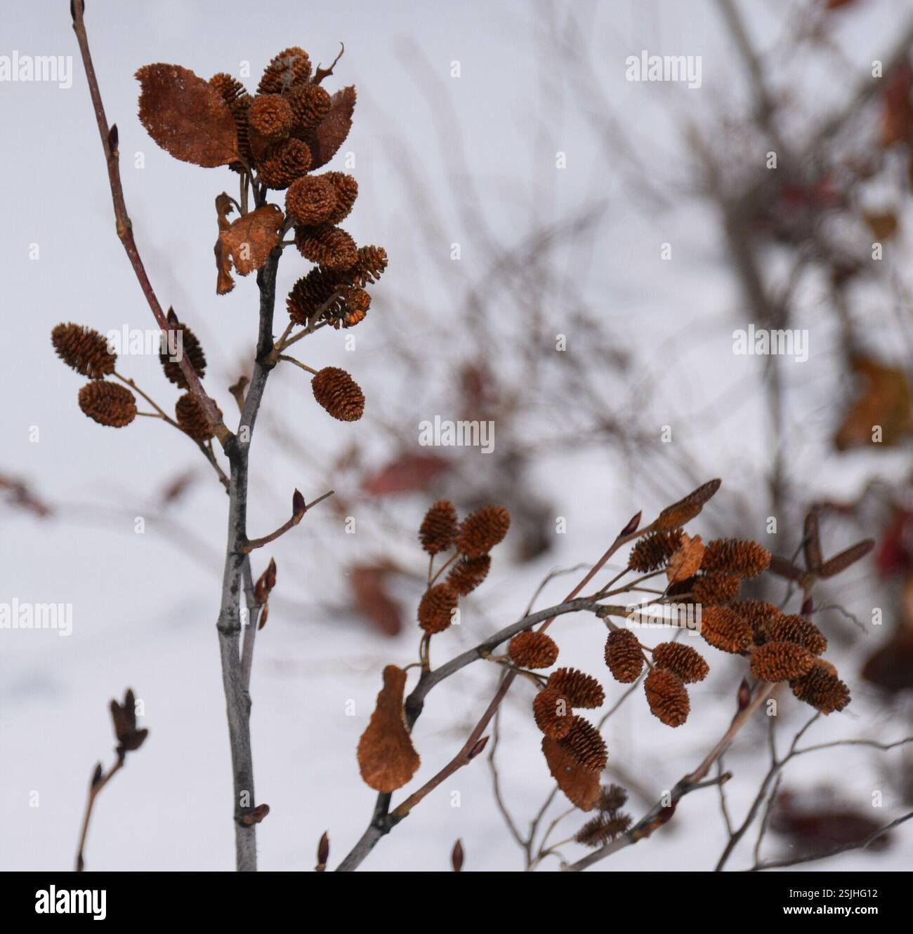 mountain alder (Alnus alnobetula crispa), Plantae, District de Cochrane ...
