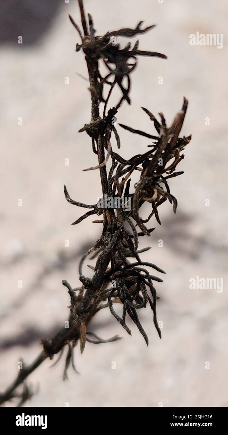 Singlewhorl Burrobrush (Ambrosia monogyra), Plantae, Bahía de Loreto ...