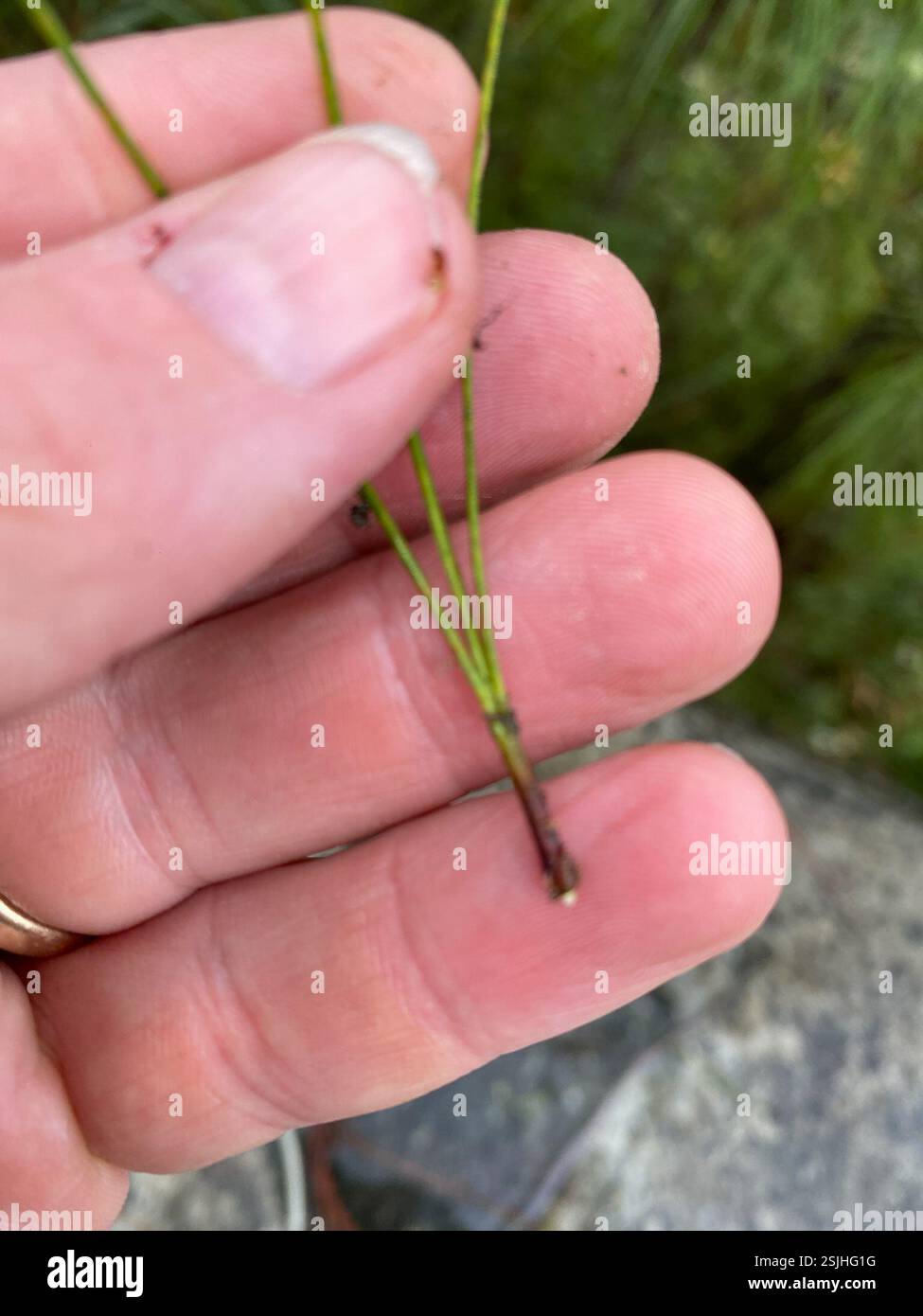 Khasi pine (Pinus kesiya), Plantae, Luzon, Bontoc, Mountain Province ...
