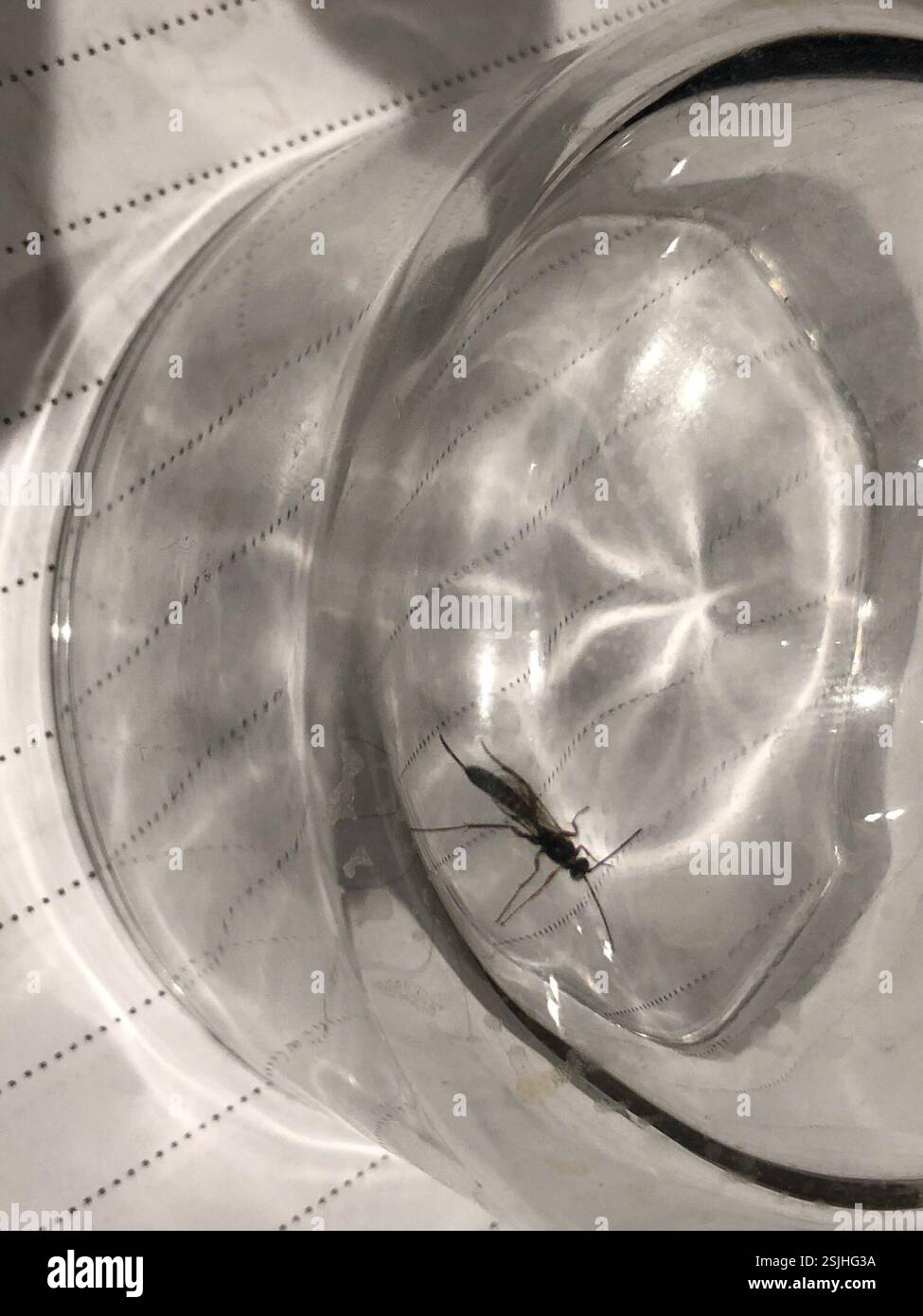 (Campopleginae), Insecta, Handel Mansions, London, England, GB Stock ...