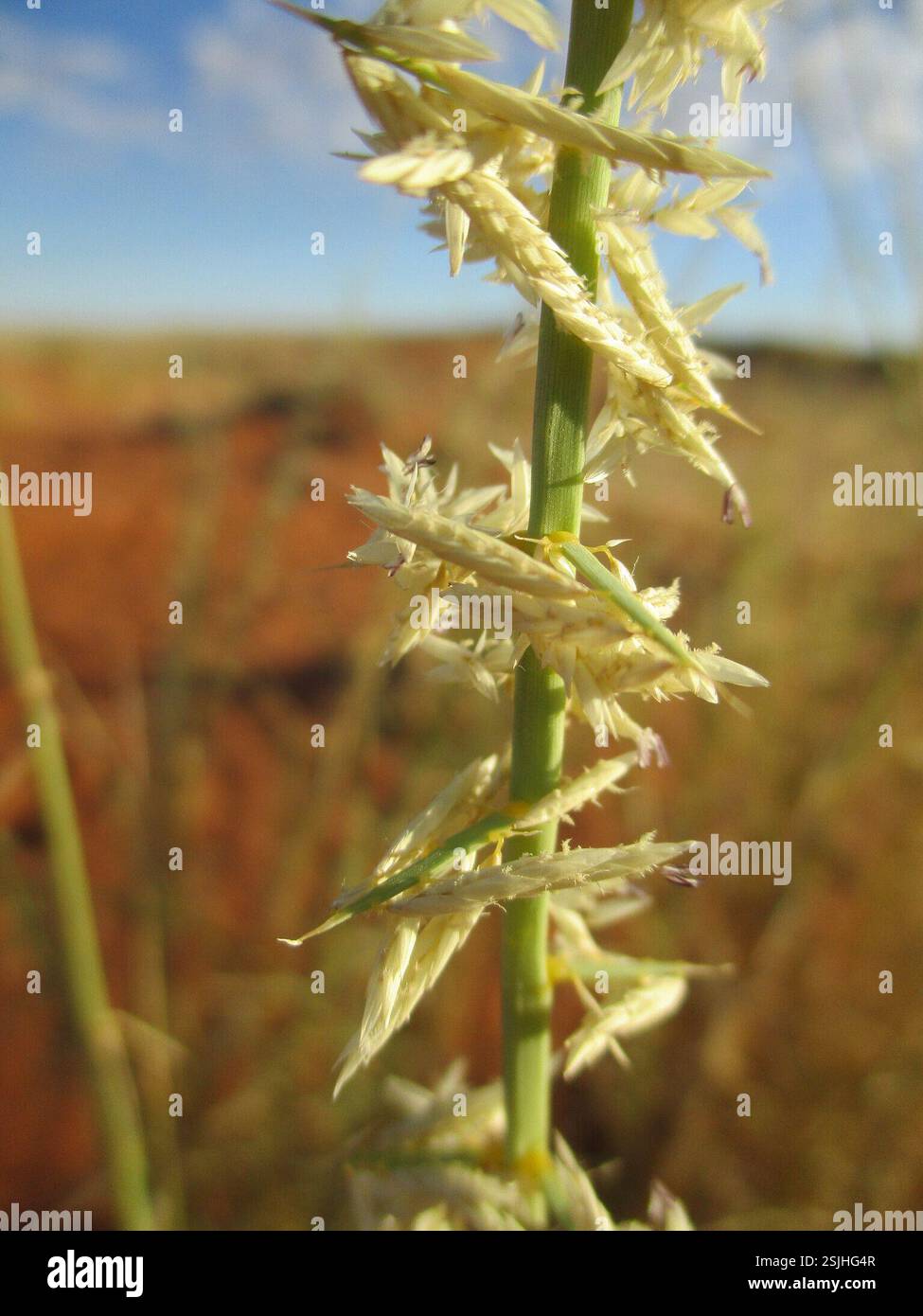 Spiny Love Grass (Cladoraphis spinosa), Plantae, Erongo Region, Namibia ...
