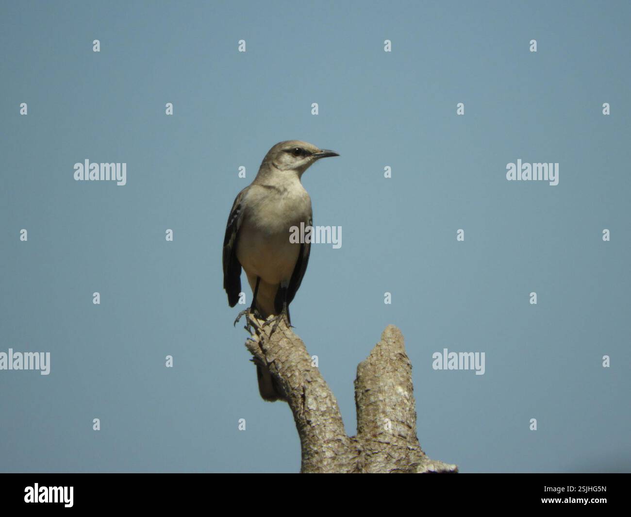 Northern Mockingbird (Mimus polyglottos), Aves, Rosamorada, Nay ...