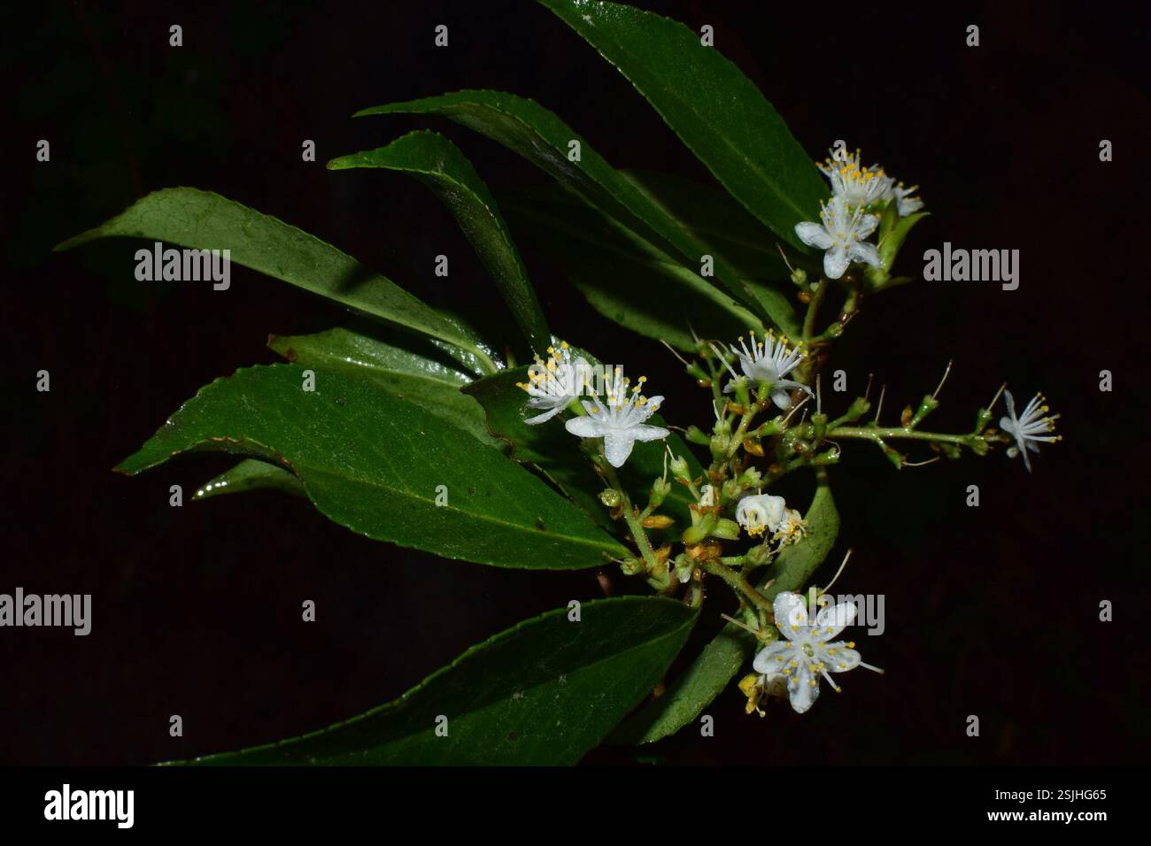sapphire-berry (Symplocos paniculata), Plantae, 中国贵州省黔南布依族苗族自治州龙里县 ...