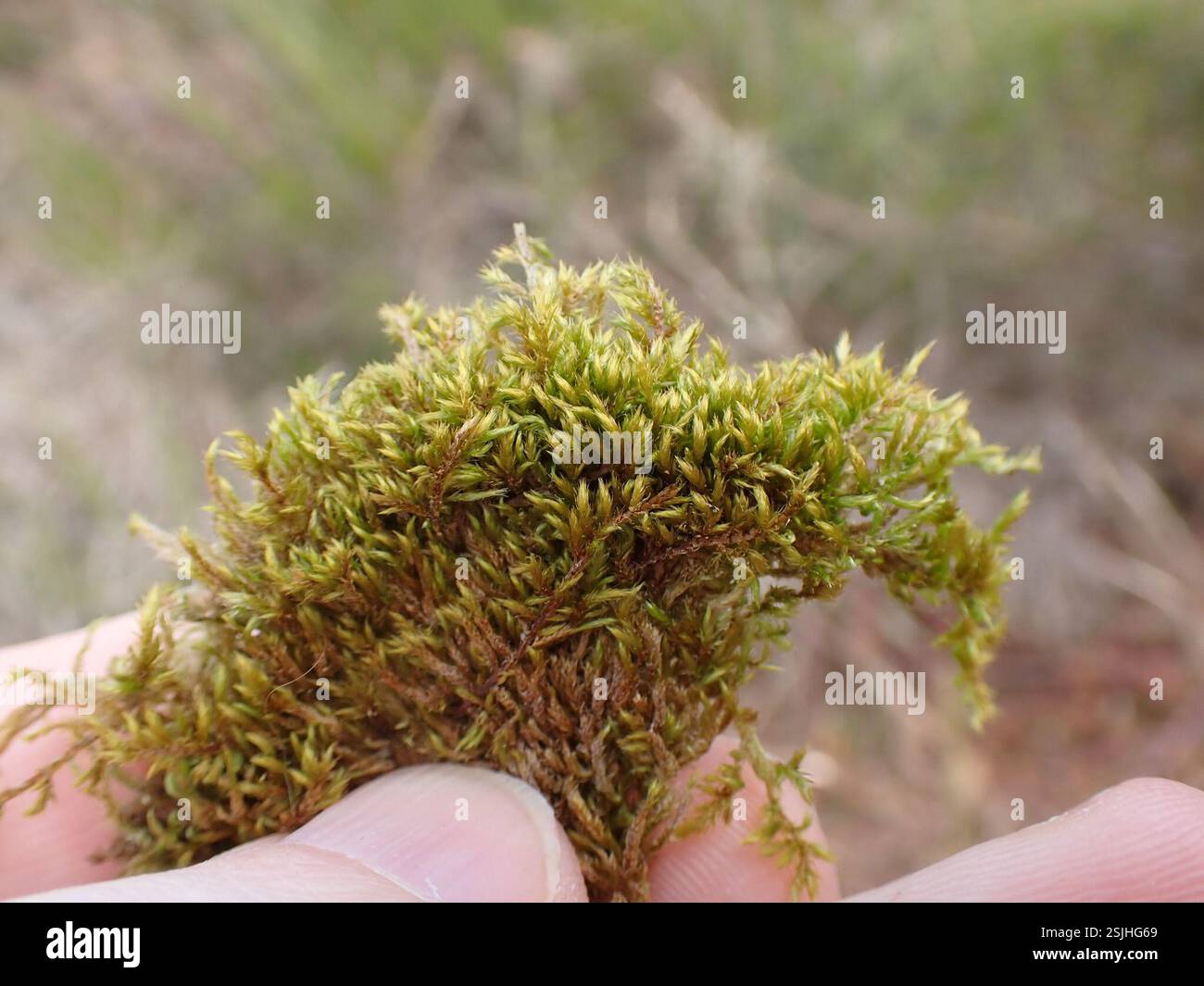 Cat's Tail Moss (Pseudisothecium stoloniferum), Plantae, Comox, BC ...