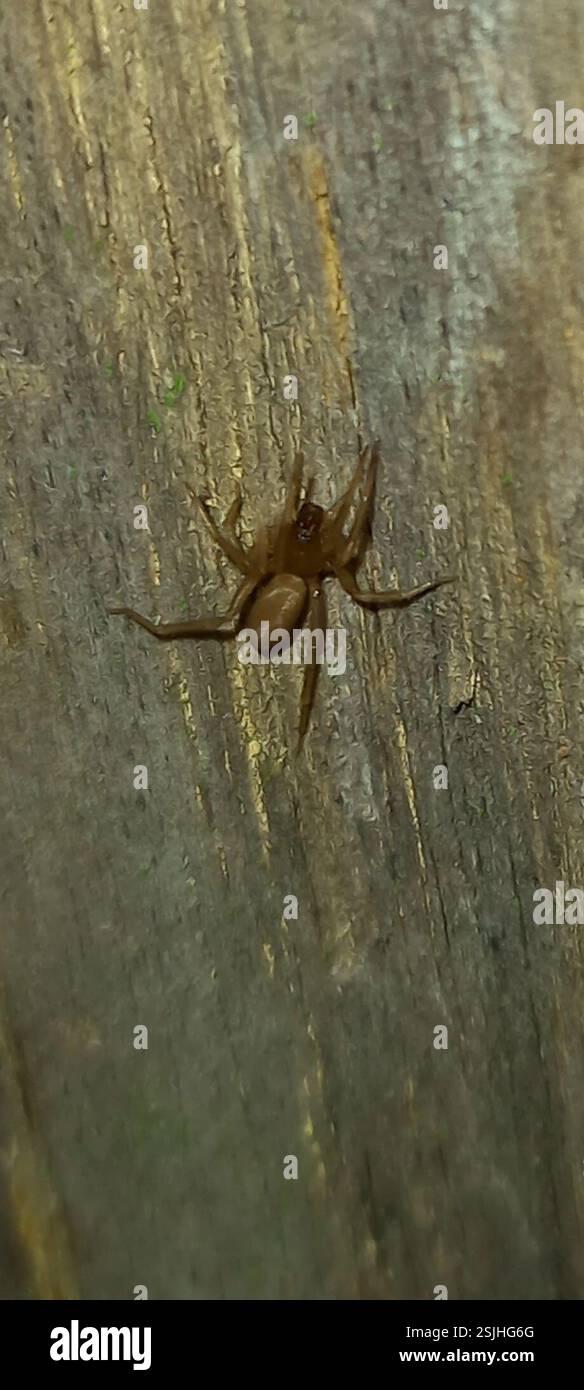 Woodlouse Hunter Spiders (Dysderidae), Arachnida, 821 06 Bratislava ...