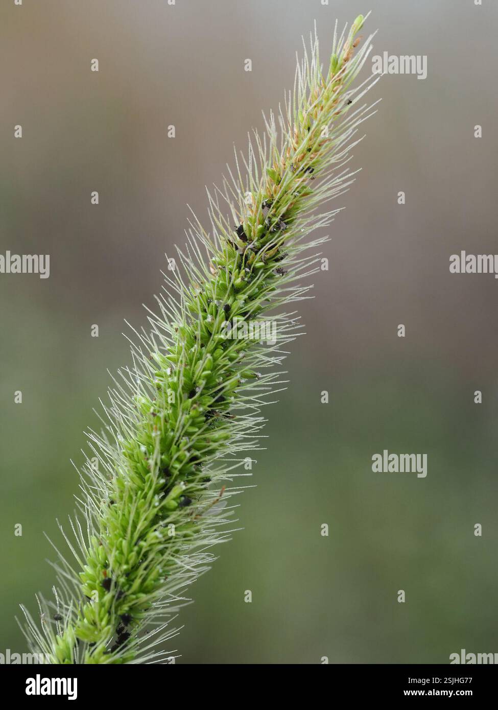 hooked bristle grass (Setaria verticillata), Plantae, 台灣嘉義縣 Stock Photo ...