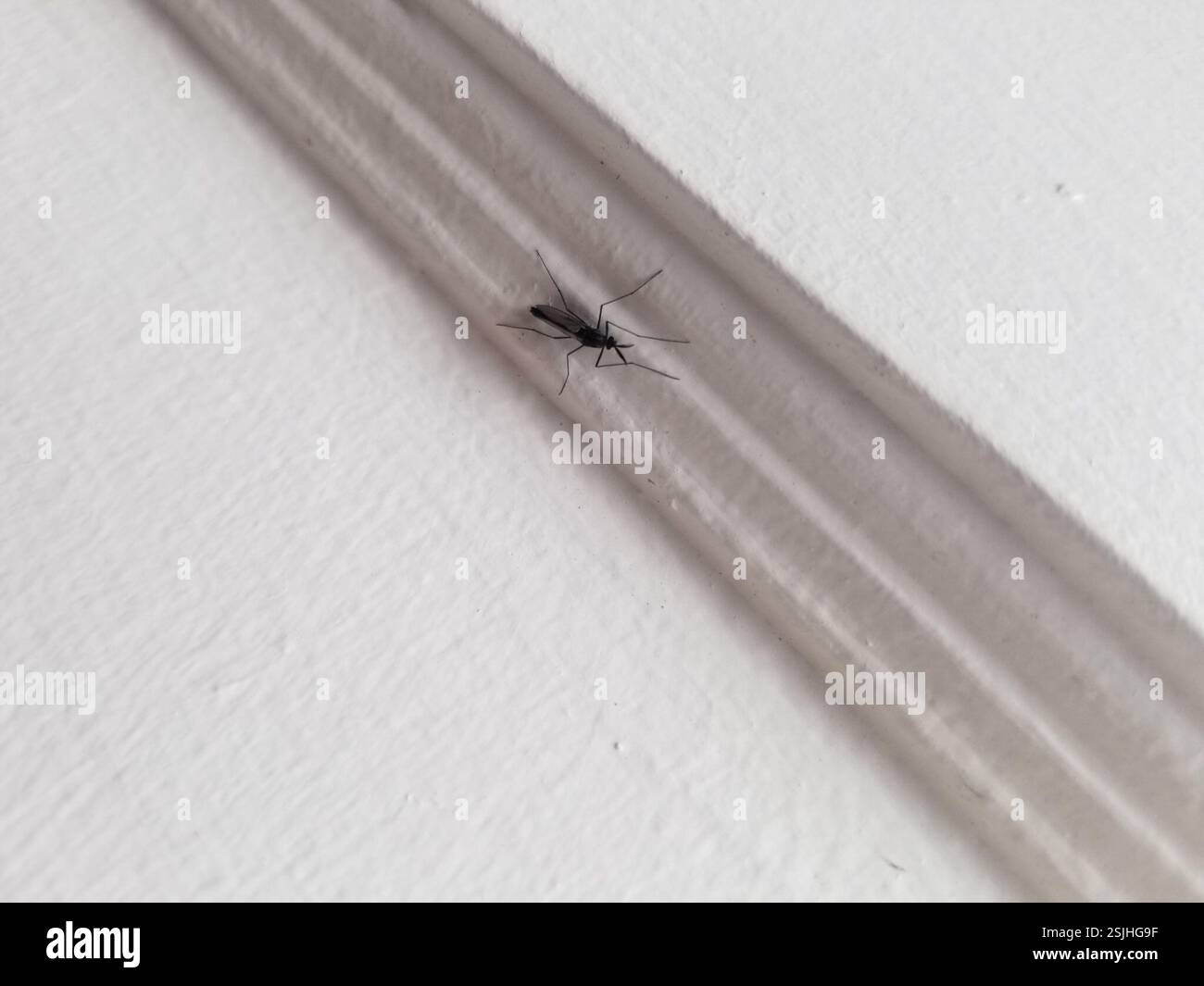 Non-biting Midges (Chironomidae), Insecta, River Road, Missoula, MT ...