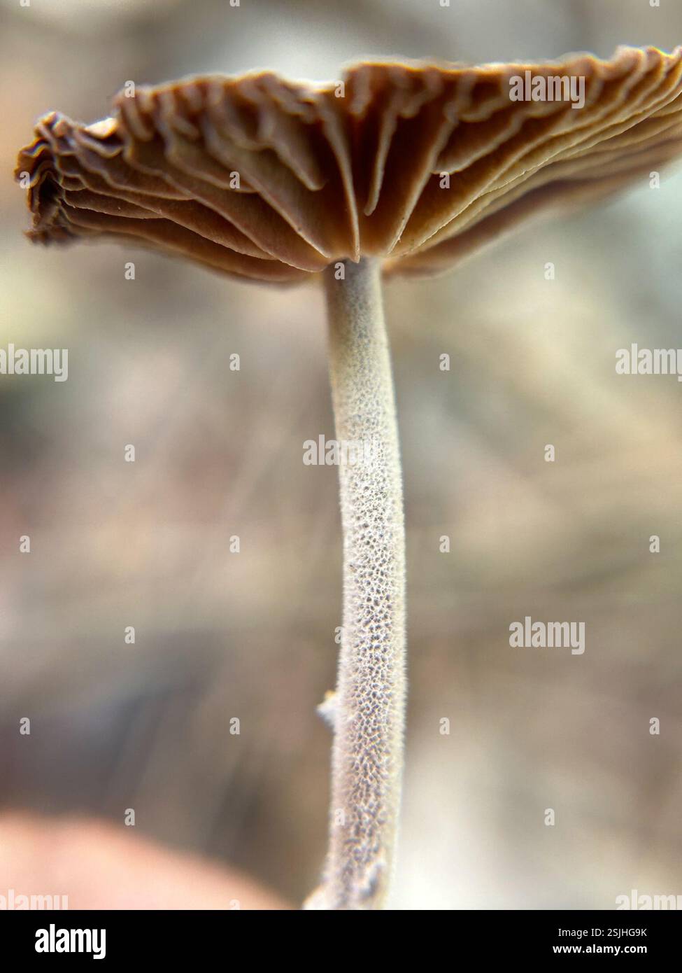 Common Gilled Mushrooms and Allies (Agaricales), Fungi, Pitt Pl ...