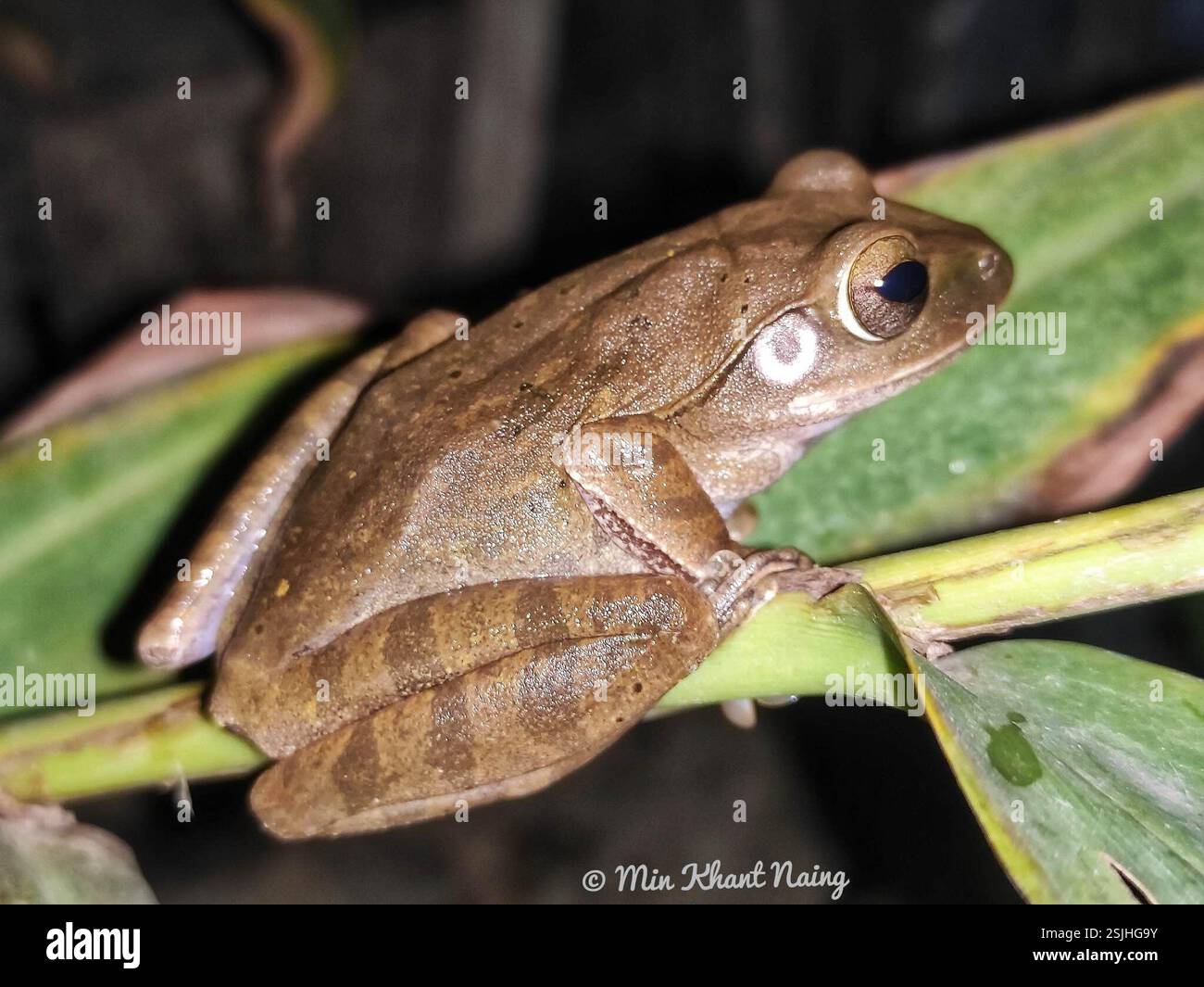 Spot-legged Tree Frog (Polypedates megacephalus), Amphibia, Kawkareik ...