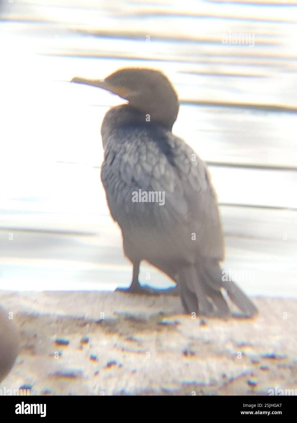 Neotropic Cormorant (Nannopterum brasilianum), Aves, 22430 Tijuana ...