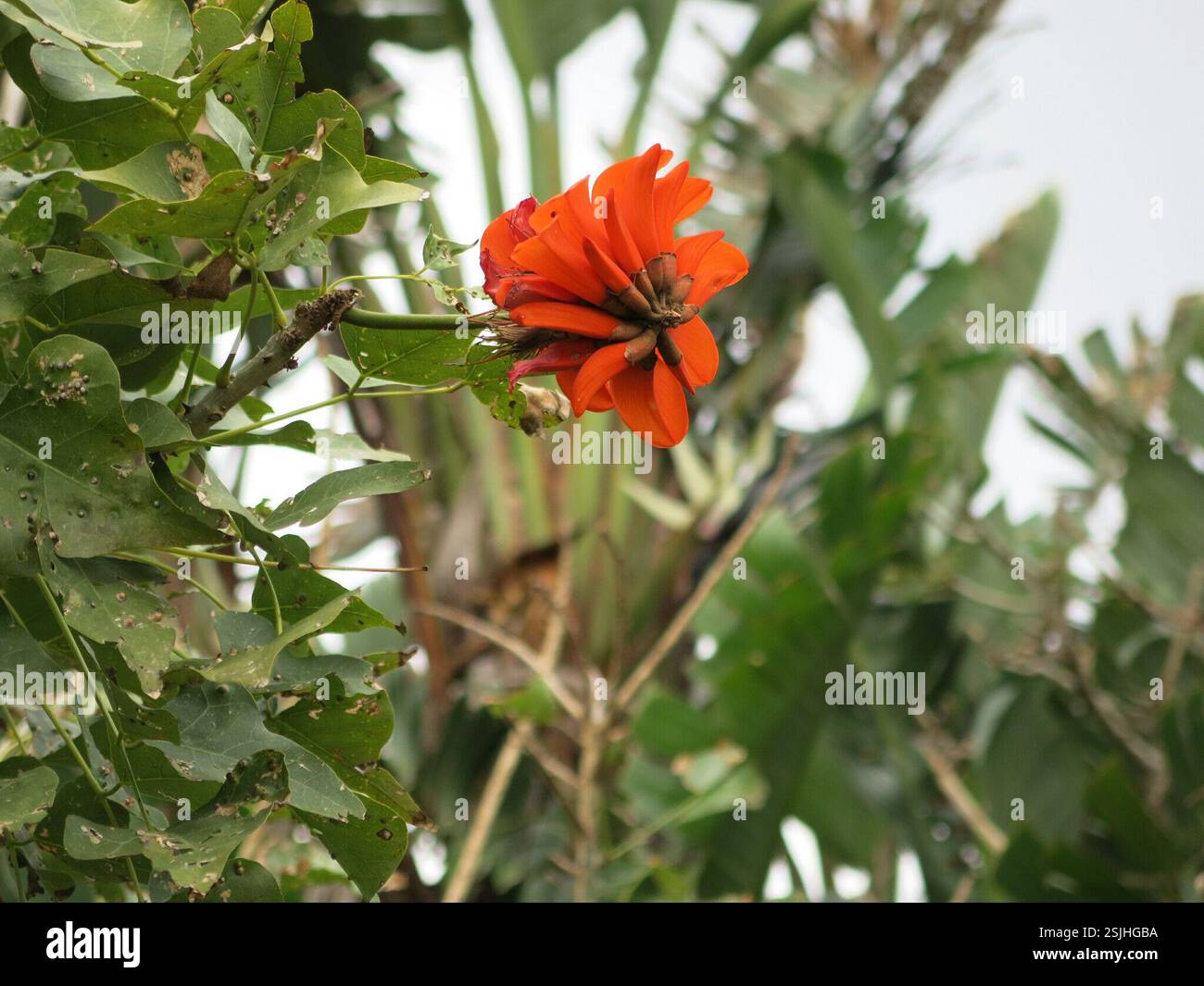 South African Coral Tree (Erythrina afra), Plantae, Beacon Rocks ...