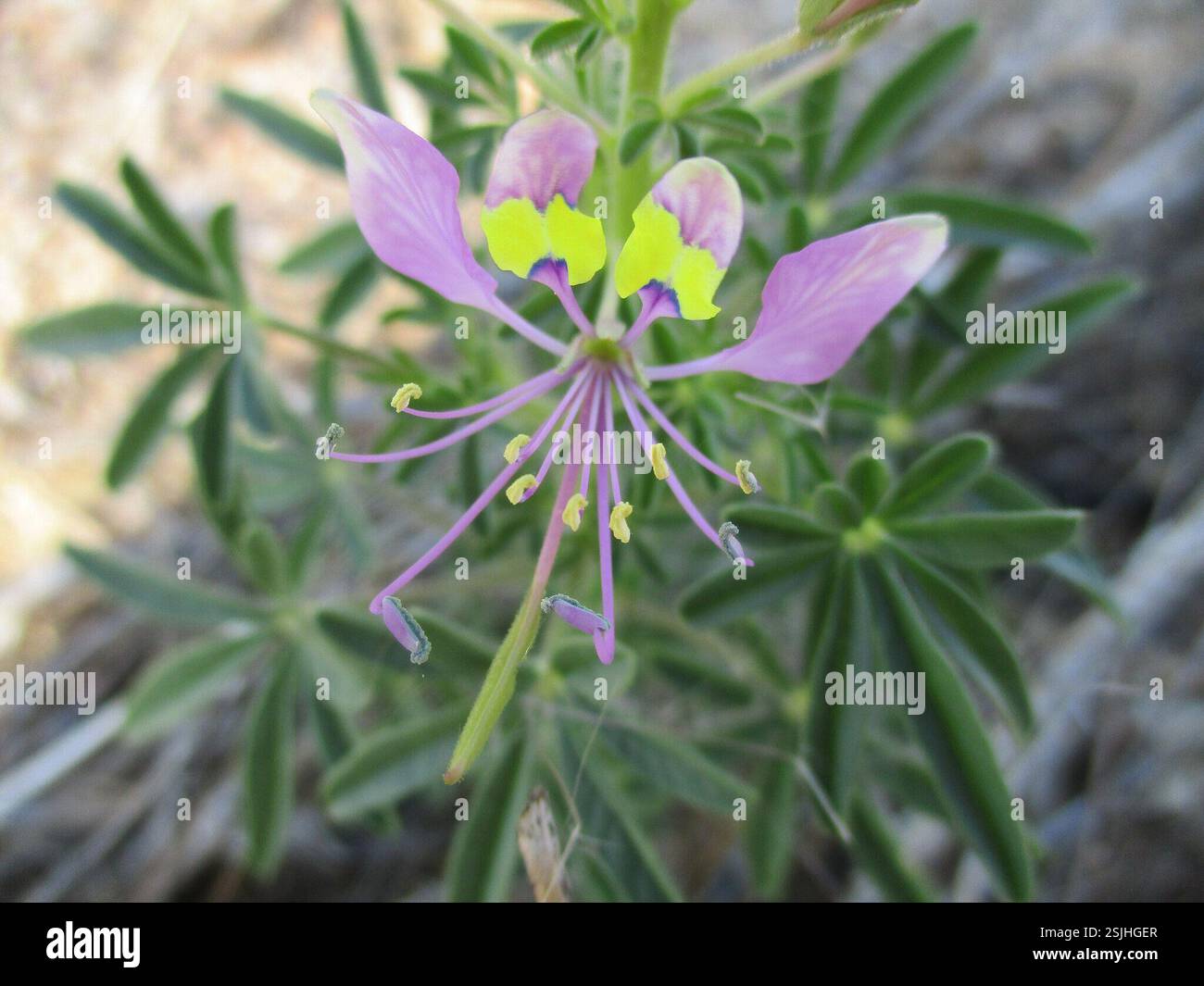 Elegant Spindlepod (Cleome elegantissima), Plantae, Erongo Region ...