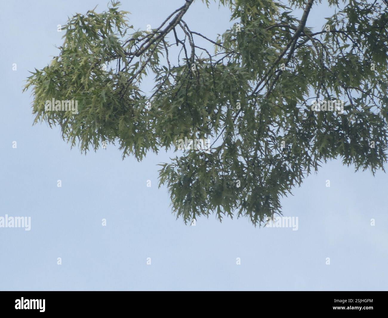 southern red oak (Quercus falcata), Plantae, Windsor Forest, Savannah ...