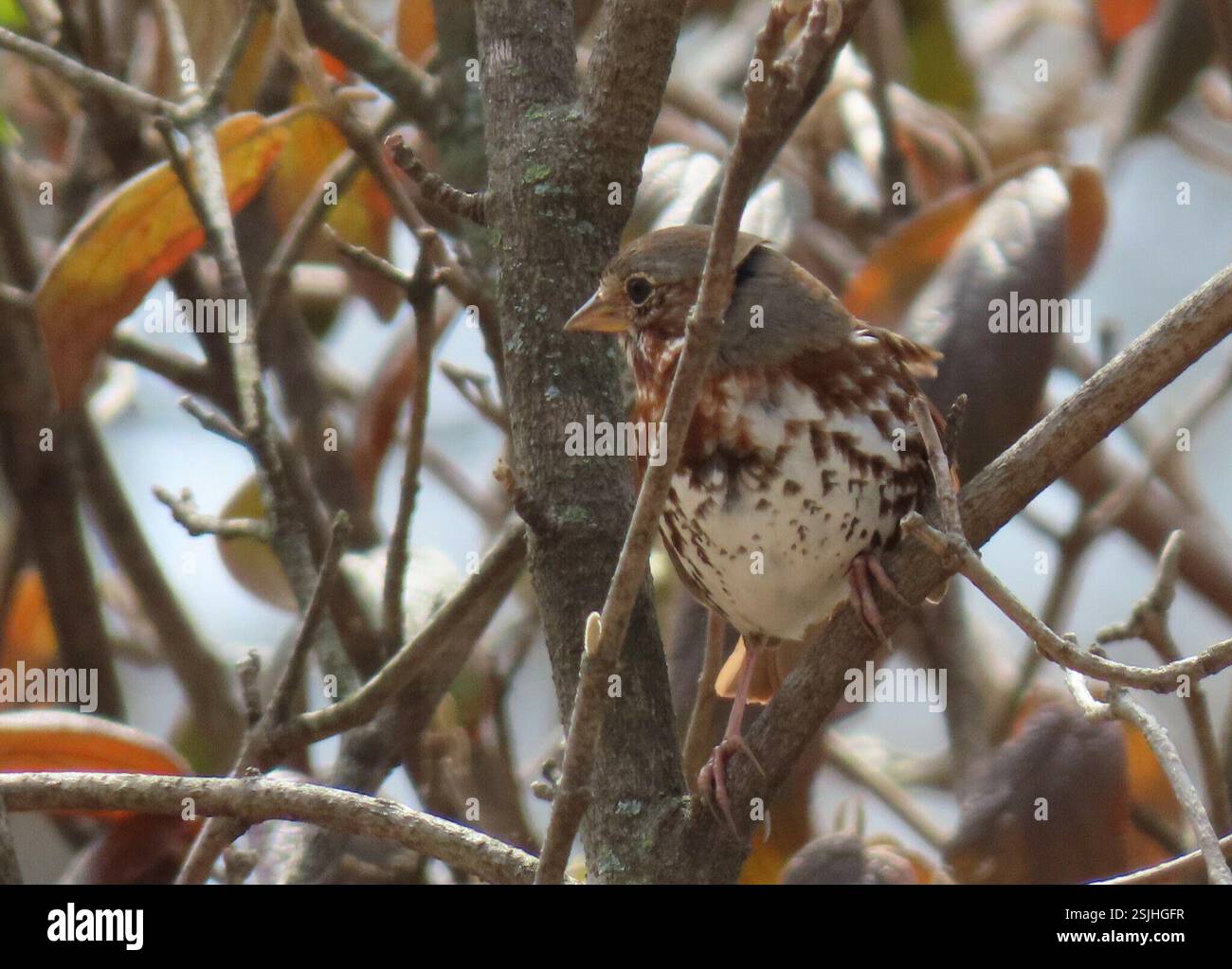 Fox Sparrow (Passerella iliaca), Aves, Carondelet Park, St. Louis, MO ...