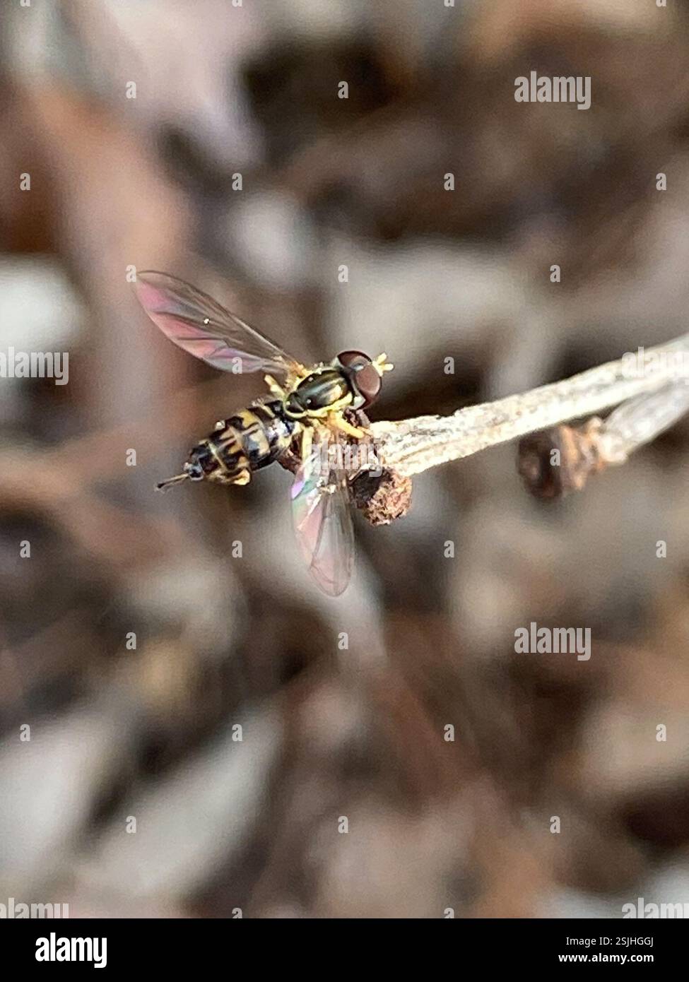 Eastern Calligrapher (Toxomerus geminatus), Insecta, Magnolia Ave ...