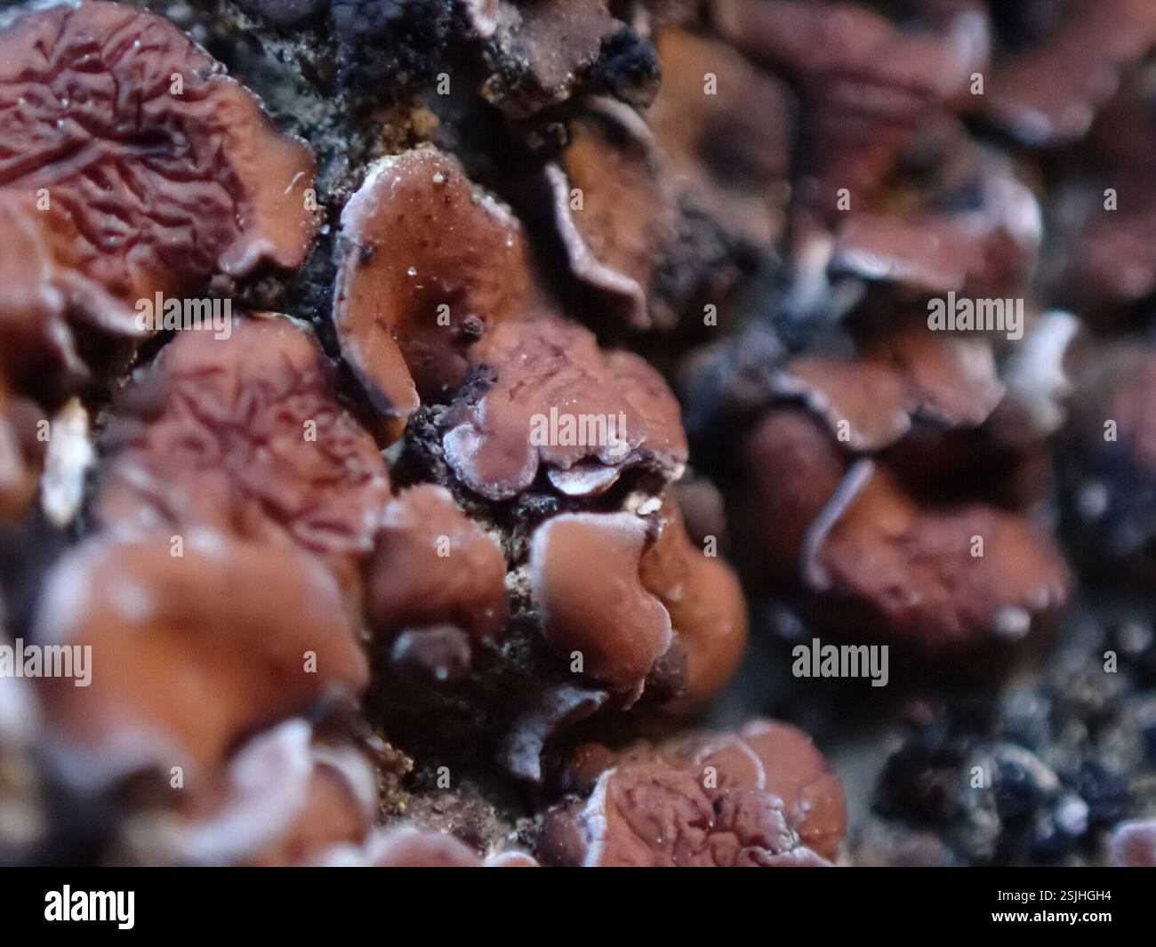 Blushing Scale (Psora decipiens), Fungi, Palm Desert, CA, USA Stock ...