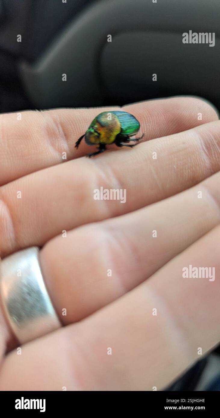 Rainbow Scarab (Phanaeus vindex), Insecta, Hawkins, TX 75765, USA Stock ...