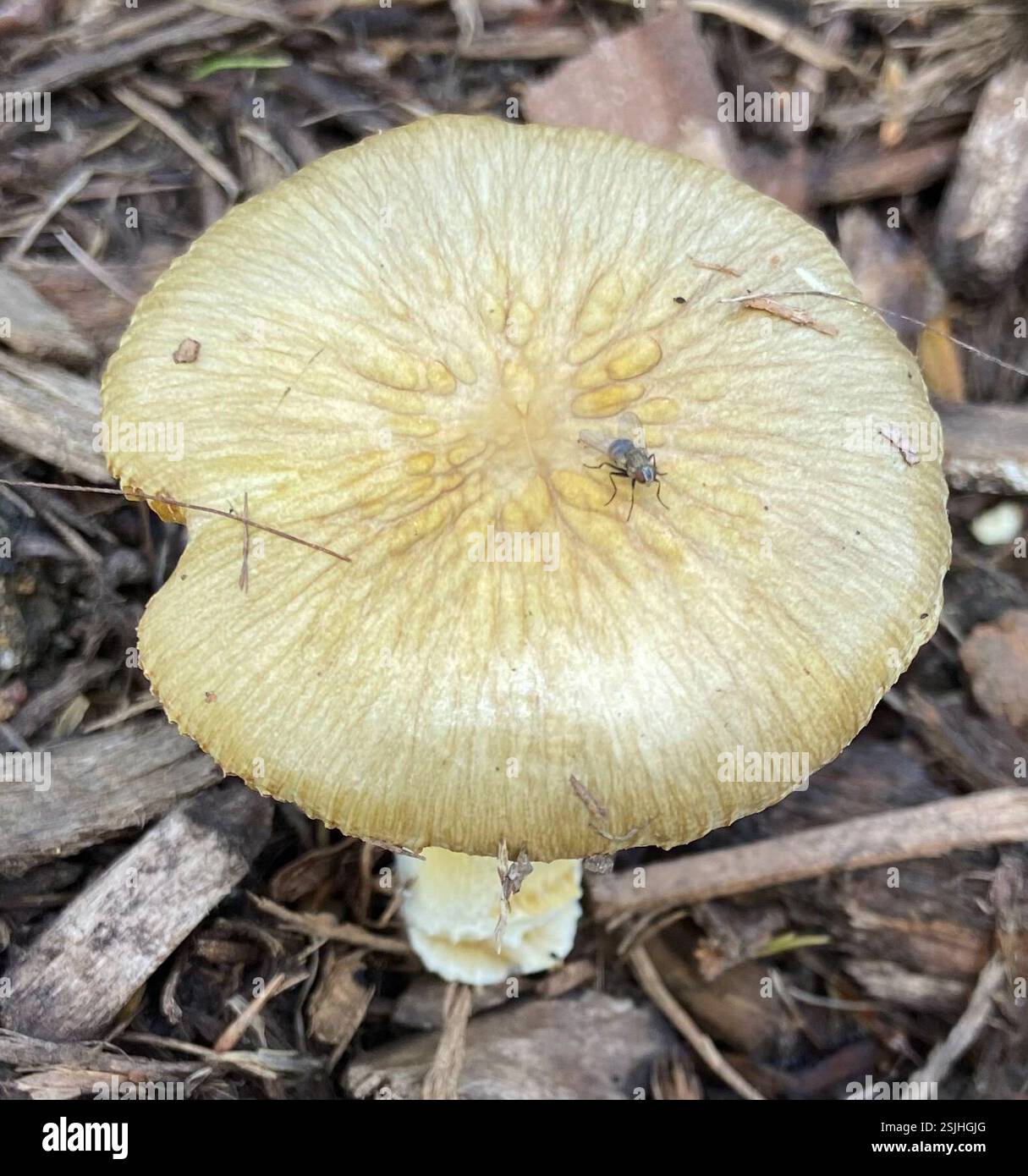 yellow fieldcap (Bolbitius titubans), Fungi, Central Park at Playa ...
