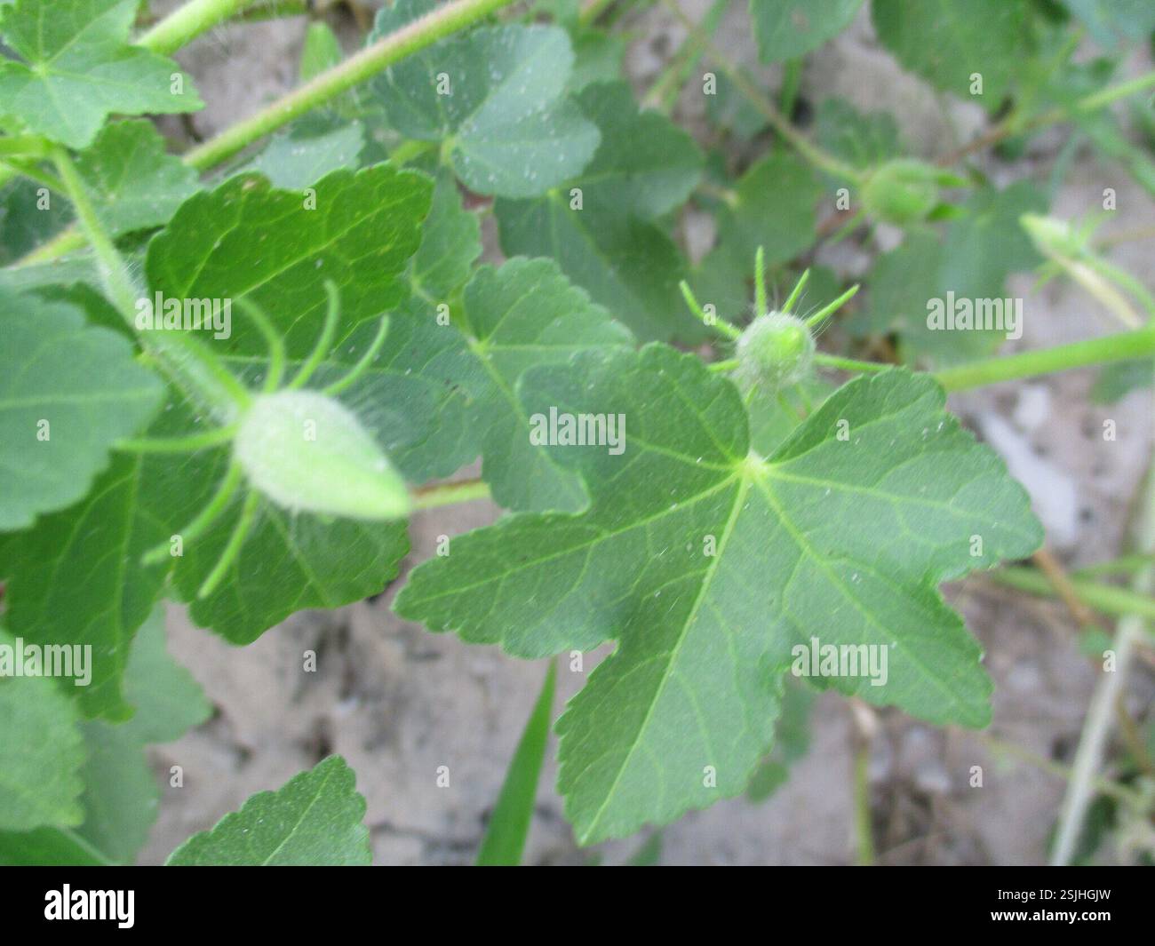 (Hibiscus vitifolius vulgaris), Plantae, Zambezi Region, Namibia Stock ...