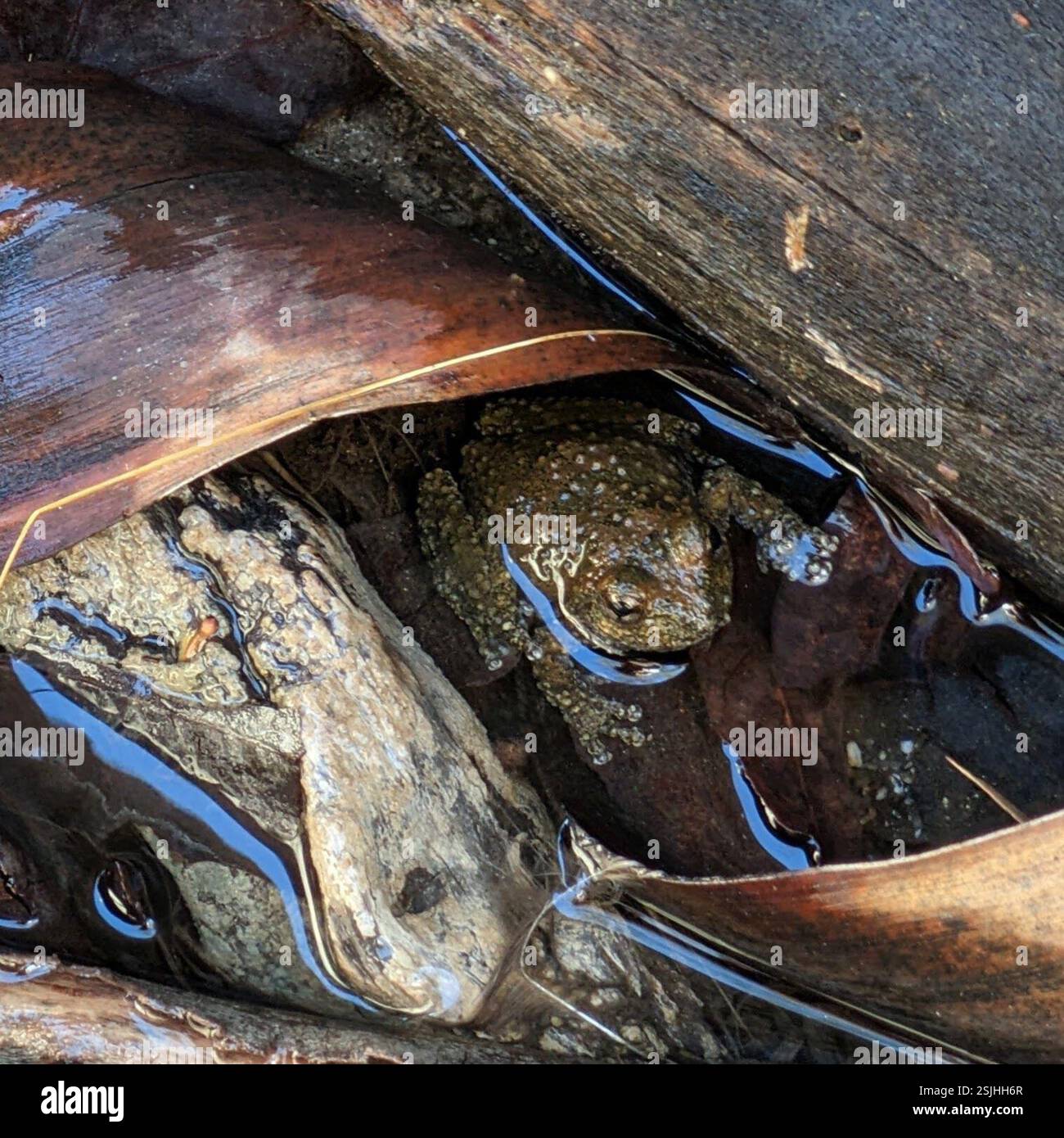 California Tree Frog (Pseudacris cadaverina), Amphibia, San Diego ...