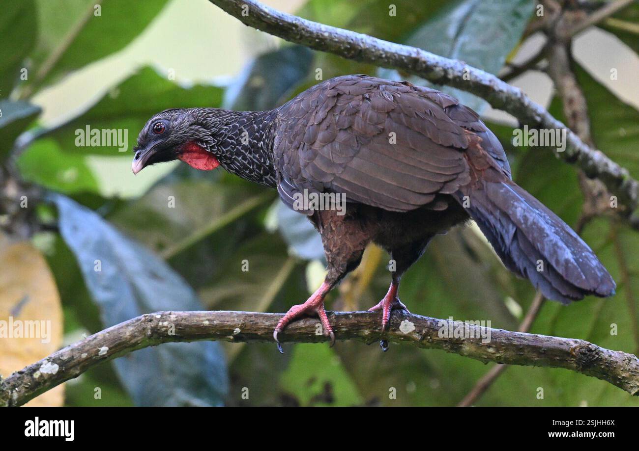 Andean Guan (Penelope montagnii), Aves, Guango Lodge, Papallacta 150205 ...