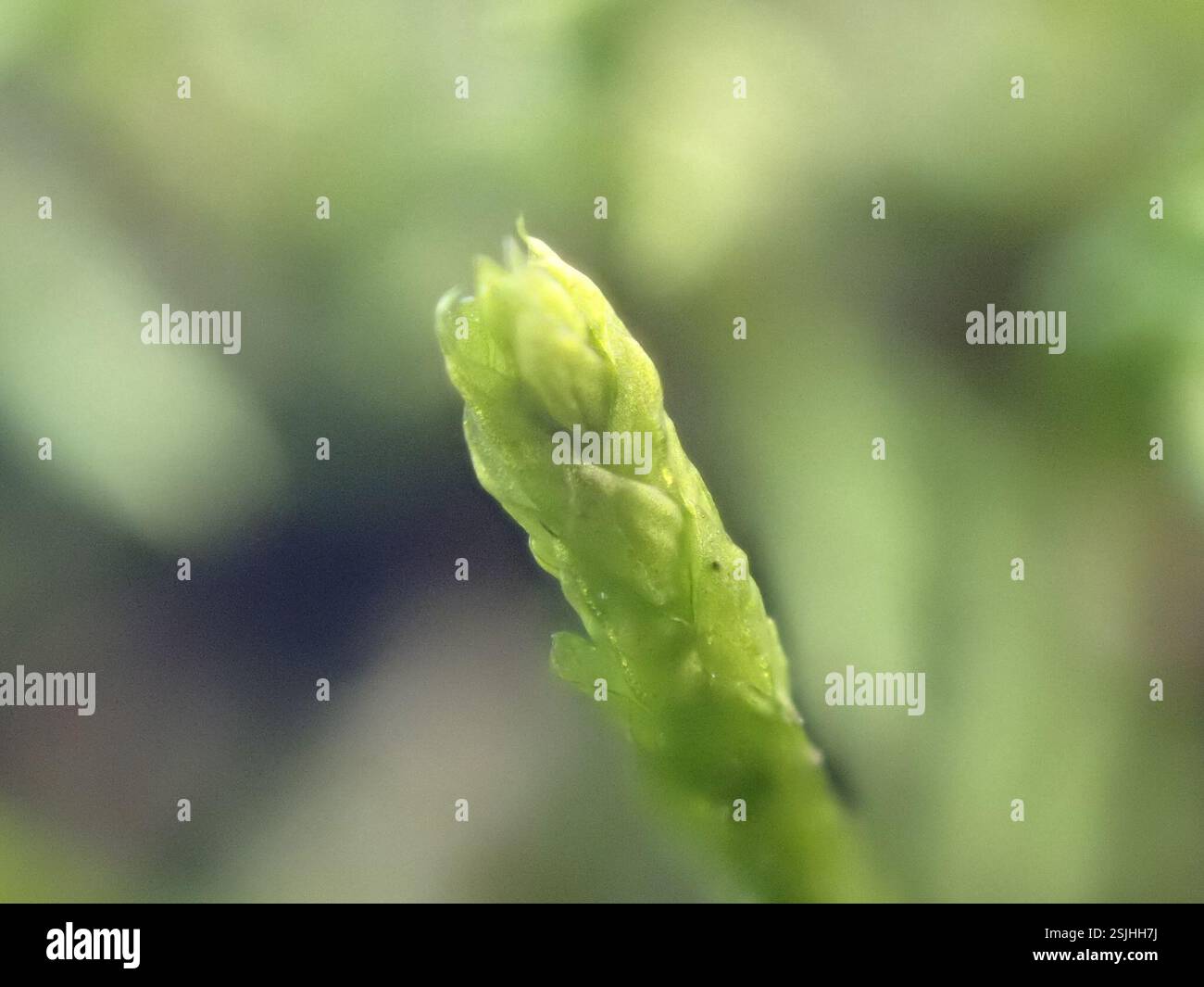 Lateral Cryphaea (Cryphaea heteromalla), Plantae, Nationaal Park De ...