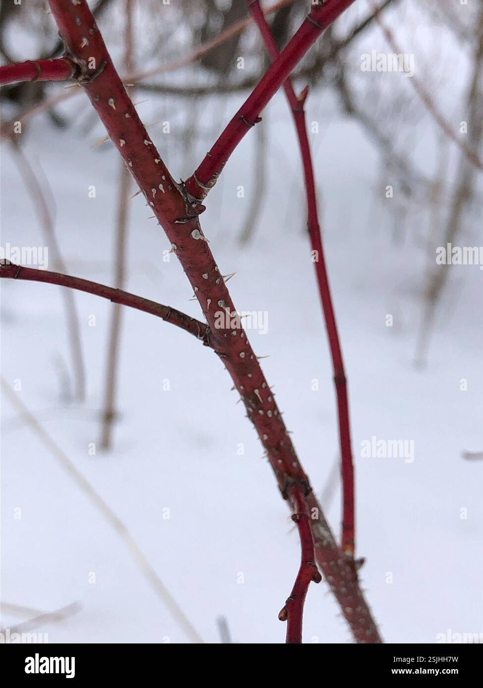 smooth rose (Rosa blanda), Plantae, City View Park, Burlington, ON, CA ...
