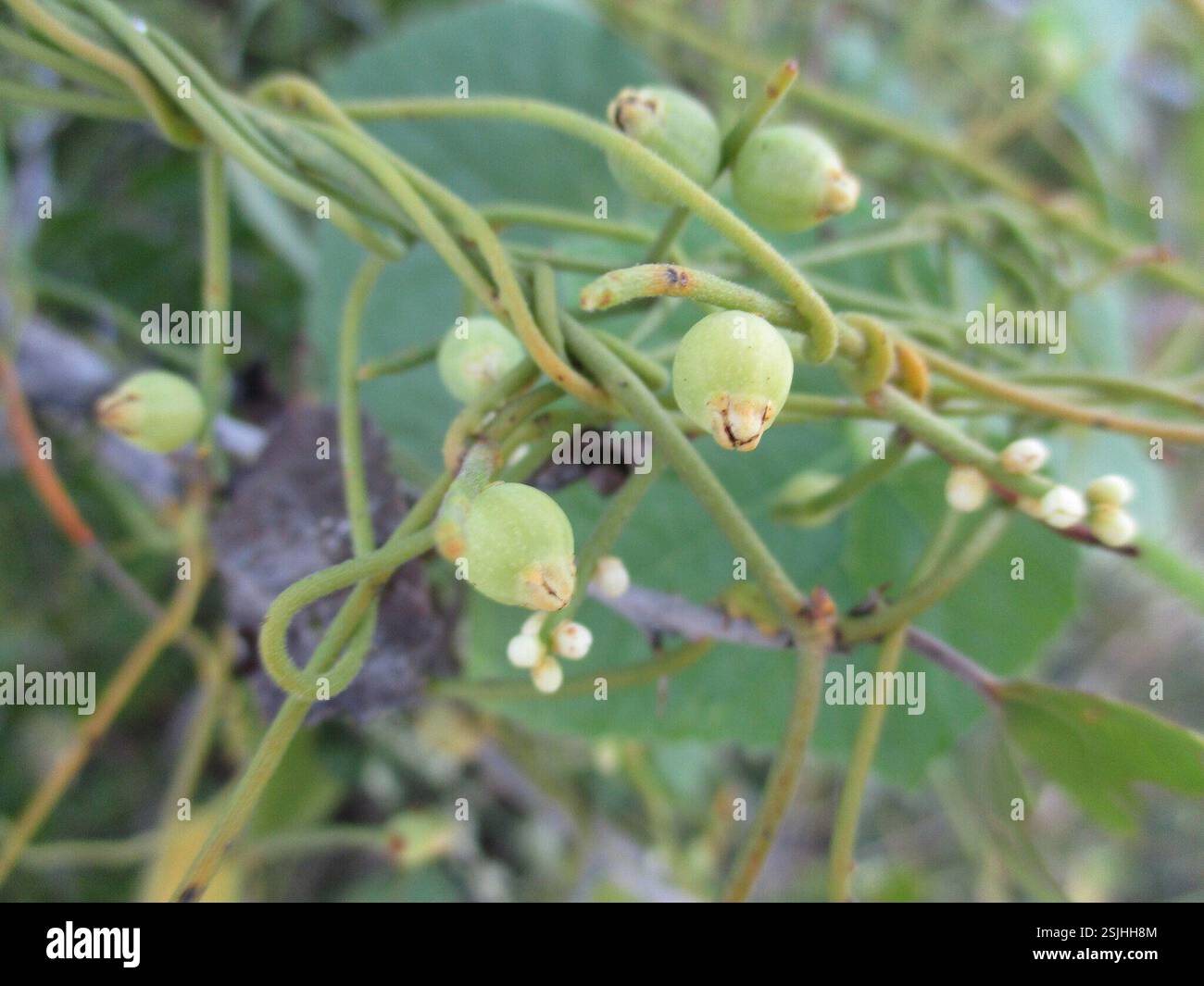 laurel dodder (Cassytha filiformis), Plantae, Zambezi Region, Namibia ...