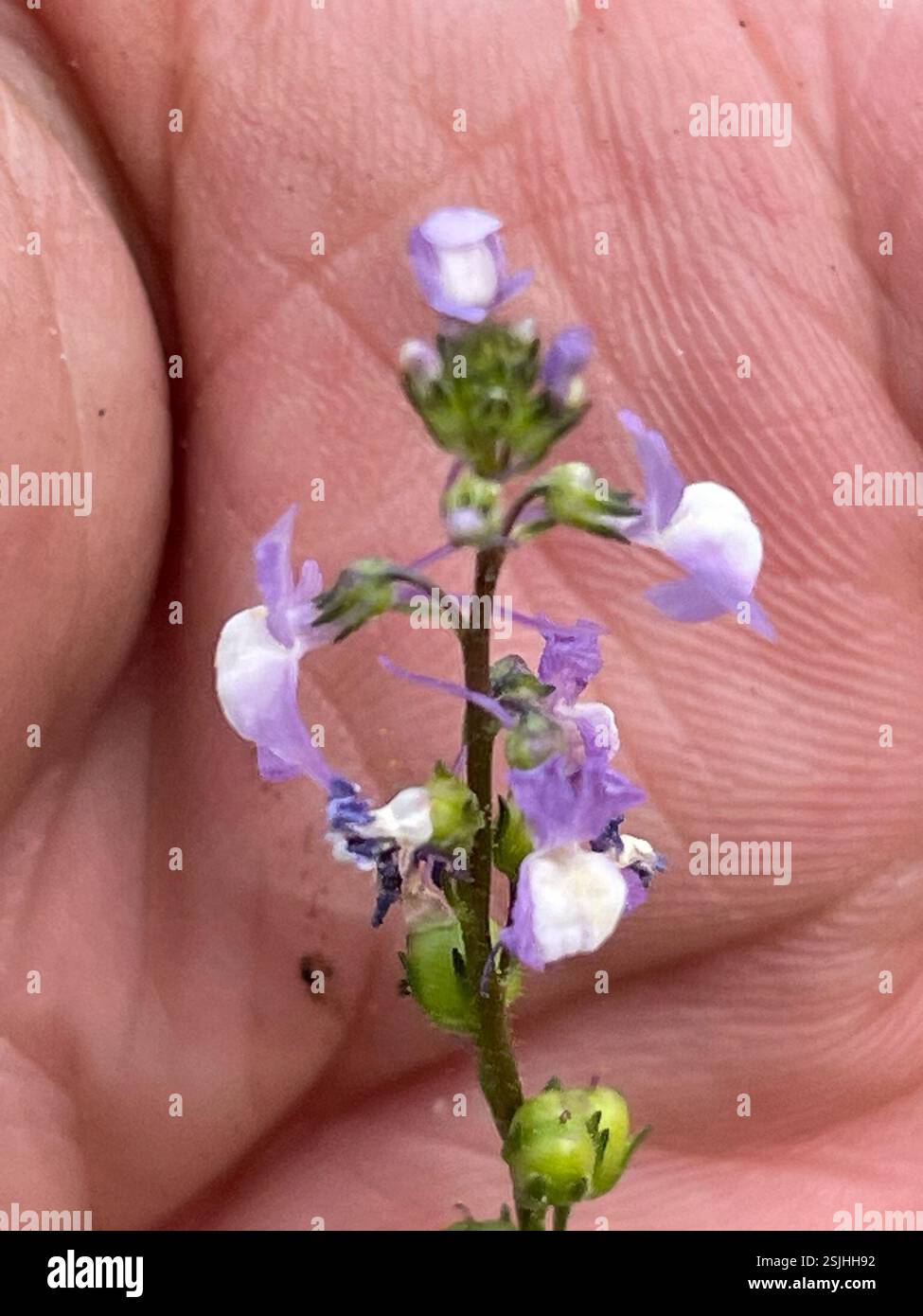 blue toadflax (Nuttallanthus canadensis), Plantae, S Meridian St ...