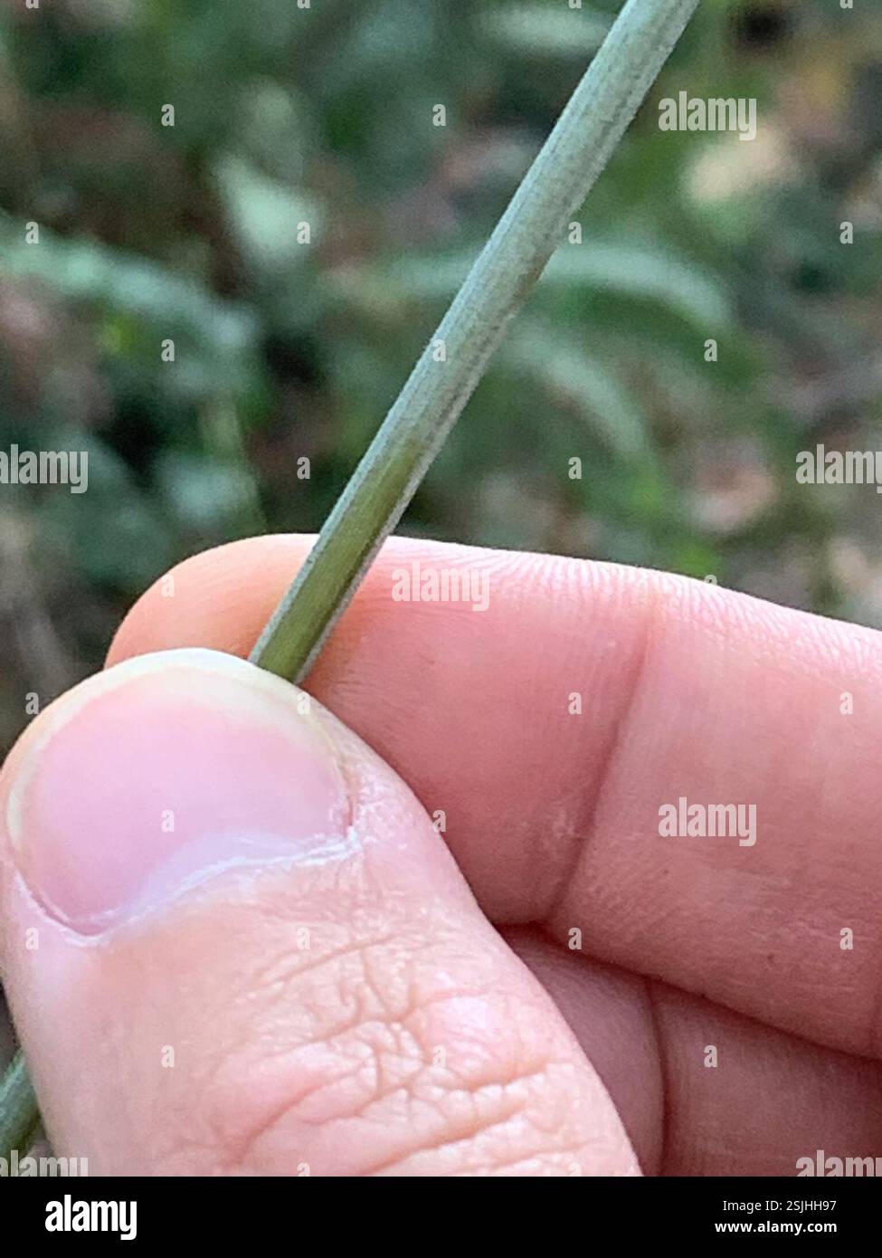 Blue Wild Rye (Elymus glaucus glaucus), Plantae, West Duwamish ...