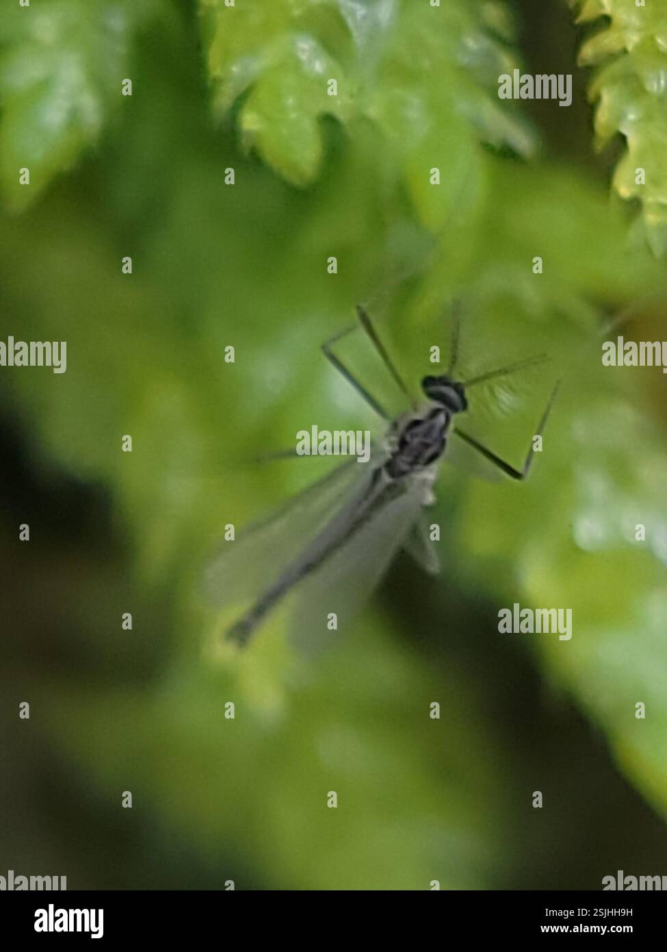 Non-biting Midges (Chironomidae), Insecta, Saratoga, CA 95070, USA ...