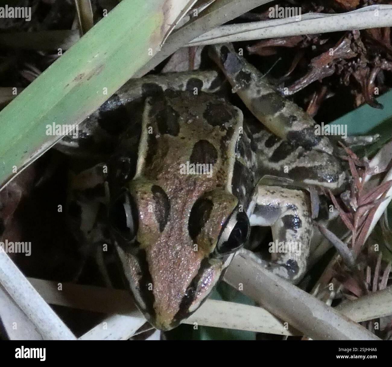 Southern Leopard Frog (Lithobates sphenocephalus), Amphibia, River Rd ...