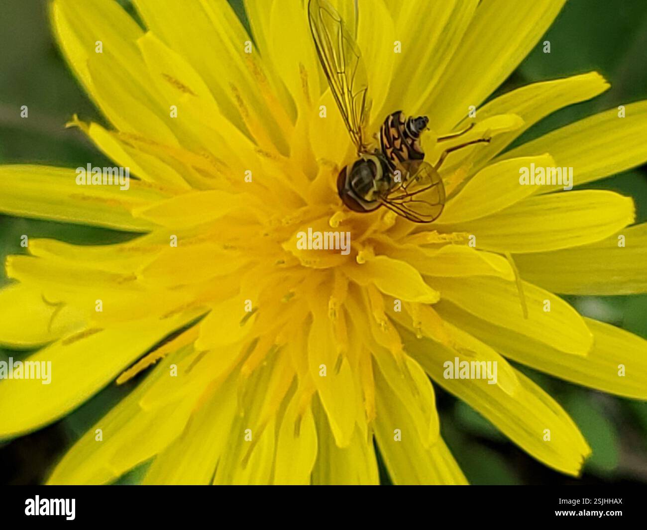 Eastern Calligrapher (Toxomerus geminatus), Insecta, Itawamba ...