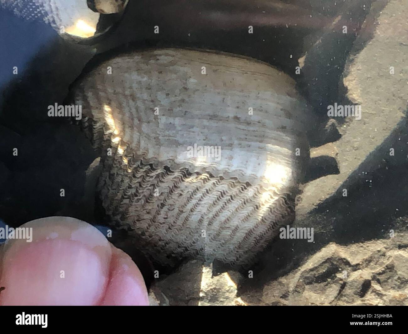 Piddocks and Angelwings (Pholadidae), Mollusca, San Mateo, Golden Gate ...
