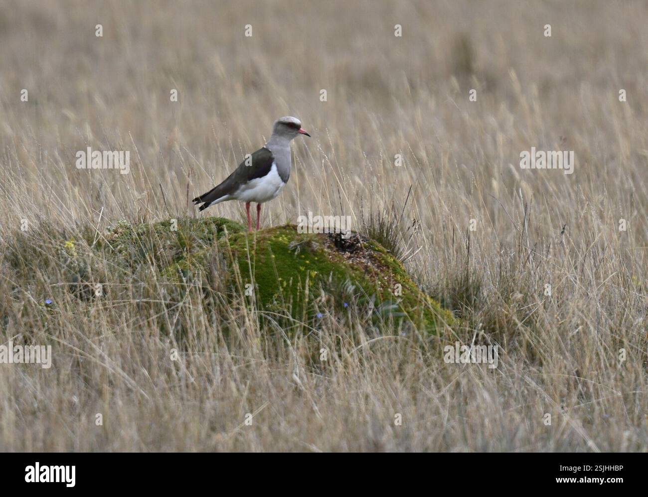 Andean Lapwing (Vanellus resplendens), Aves, Reserva Antisana area ...