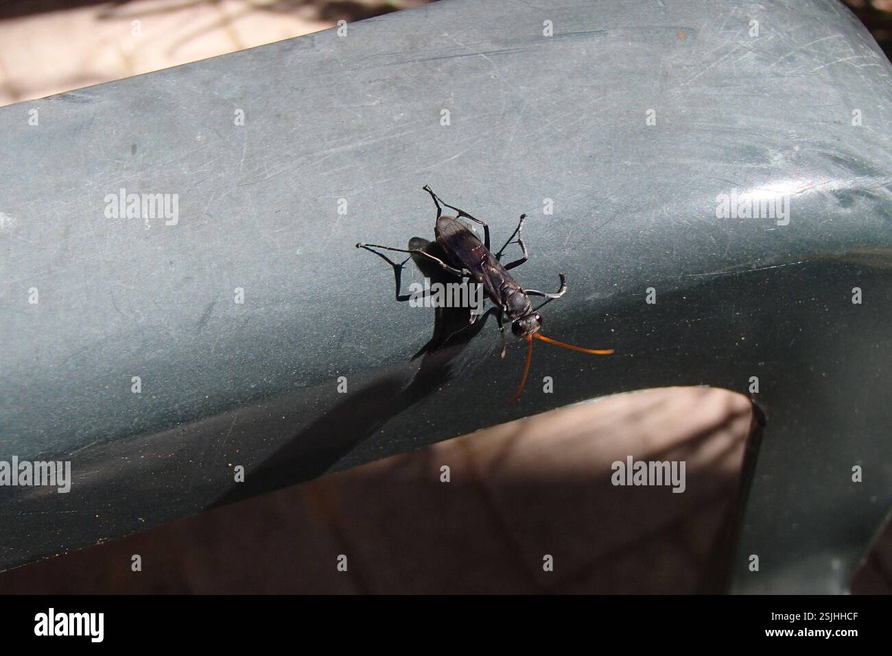 Mud-nesting Spider Wasps (Ageniellini), Insecta, 62 Railway Parade, Wentworth Falls NSW 2782 ...