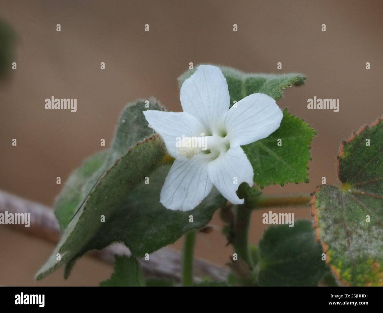 Caesar weed (Urena lobata), Plantae, 台灣嘉義縣 Stock Photo - Alamy