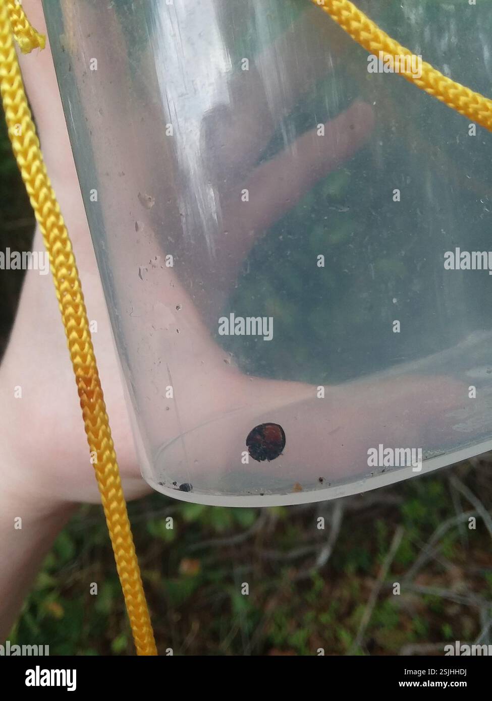 Cactus Lady Beetle (Chilocorus cacti), Insecta, Windsor Forest ...