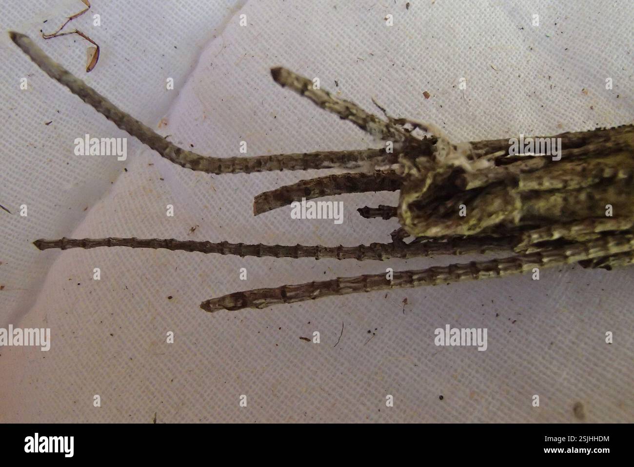 Saunder's Case Moth (Metura elongatus), Insecta, 62 Railway Parade ...