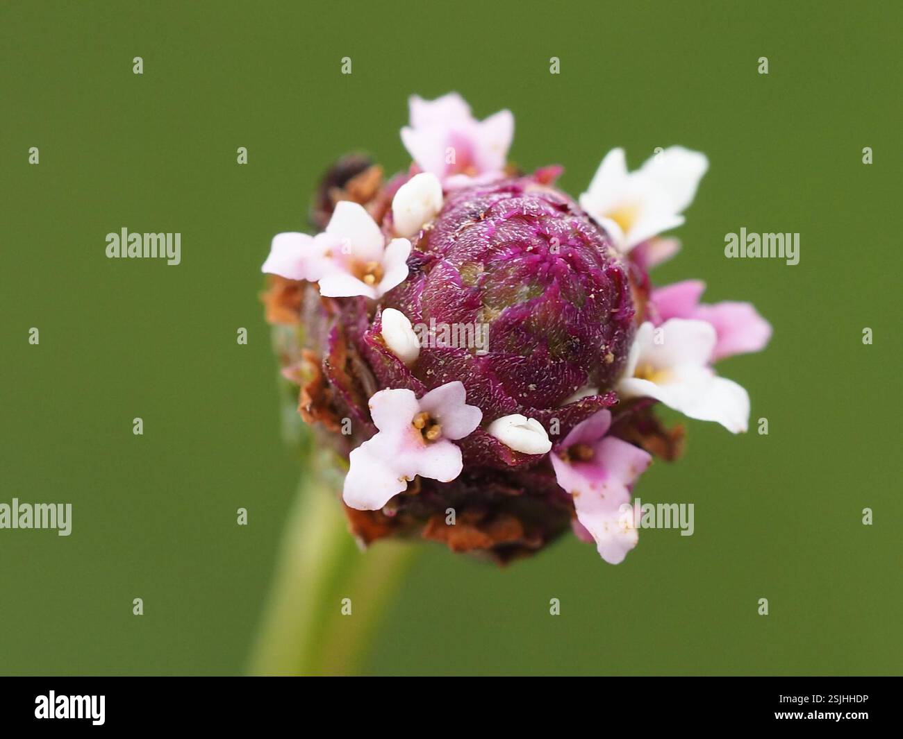 turkey tangle frogfruit (Phyla nodiflora), Plantae, 台灣嘉義縣 Stock Photo ...