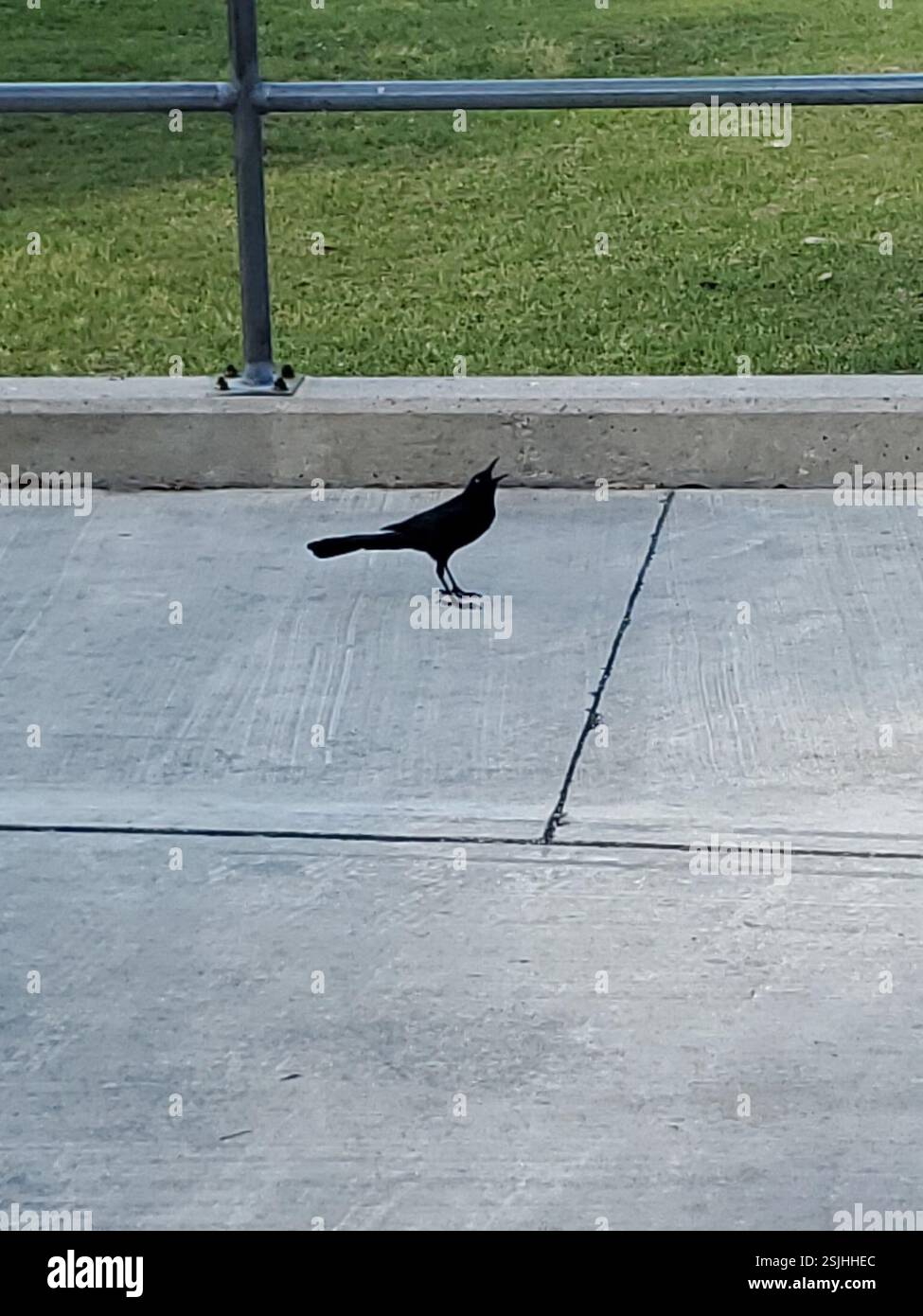 Boat-tailed Grackle (Quiscalus major), Aves, Glynn County, GA, USA ...