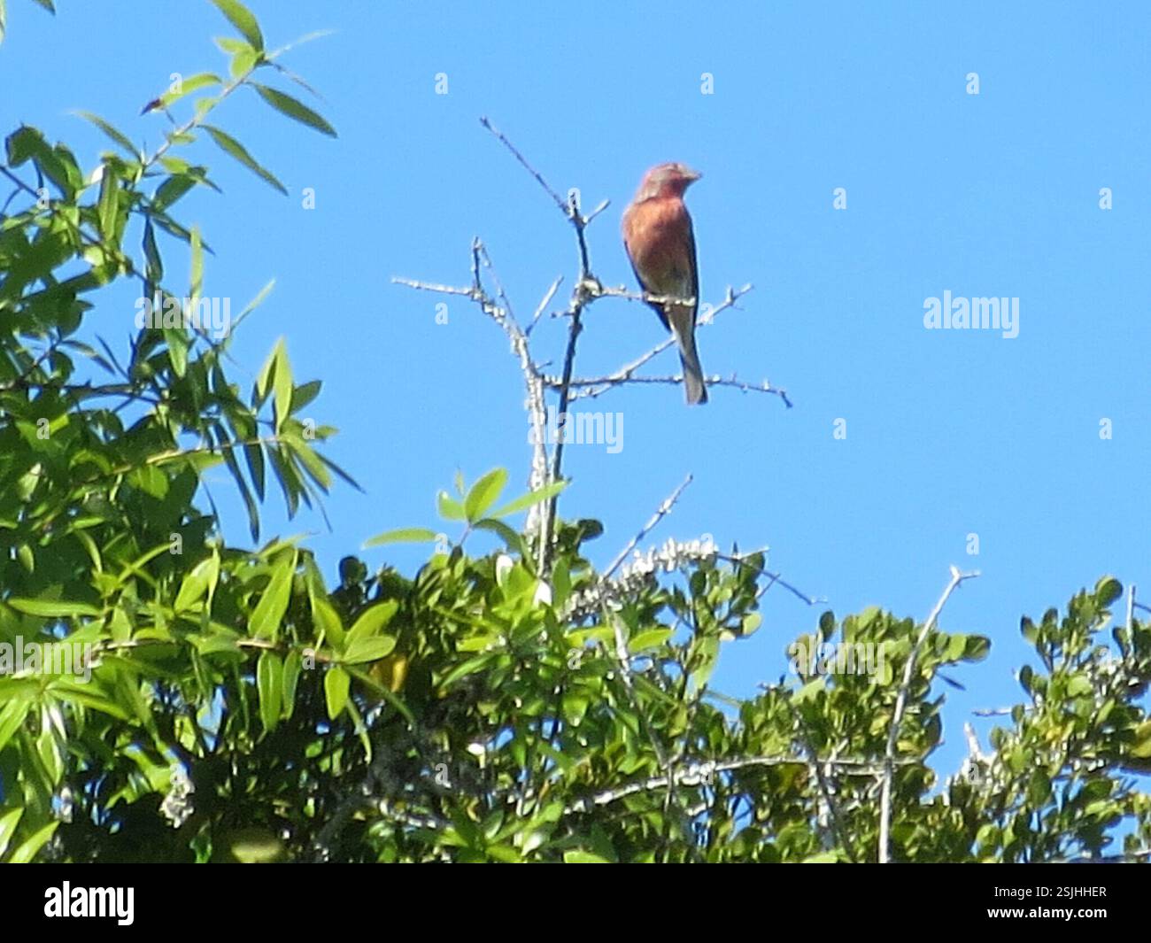 House Finch (Haemorhous mexicanus), Aves, Windsor Forest, Savannah, GA ...