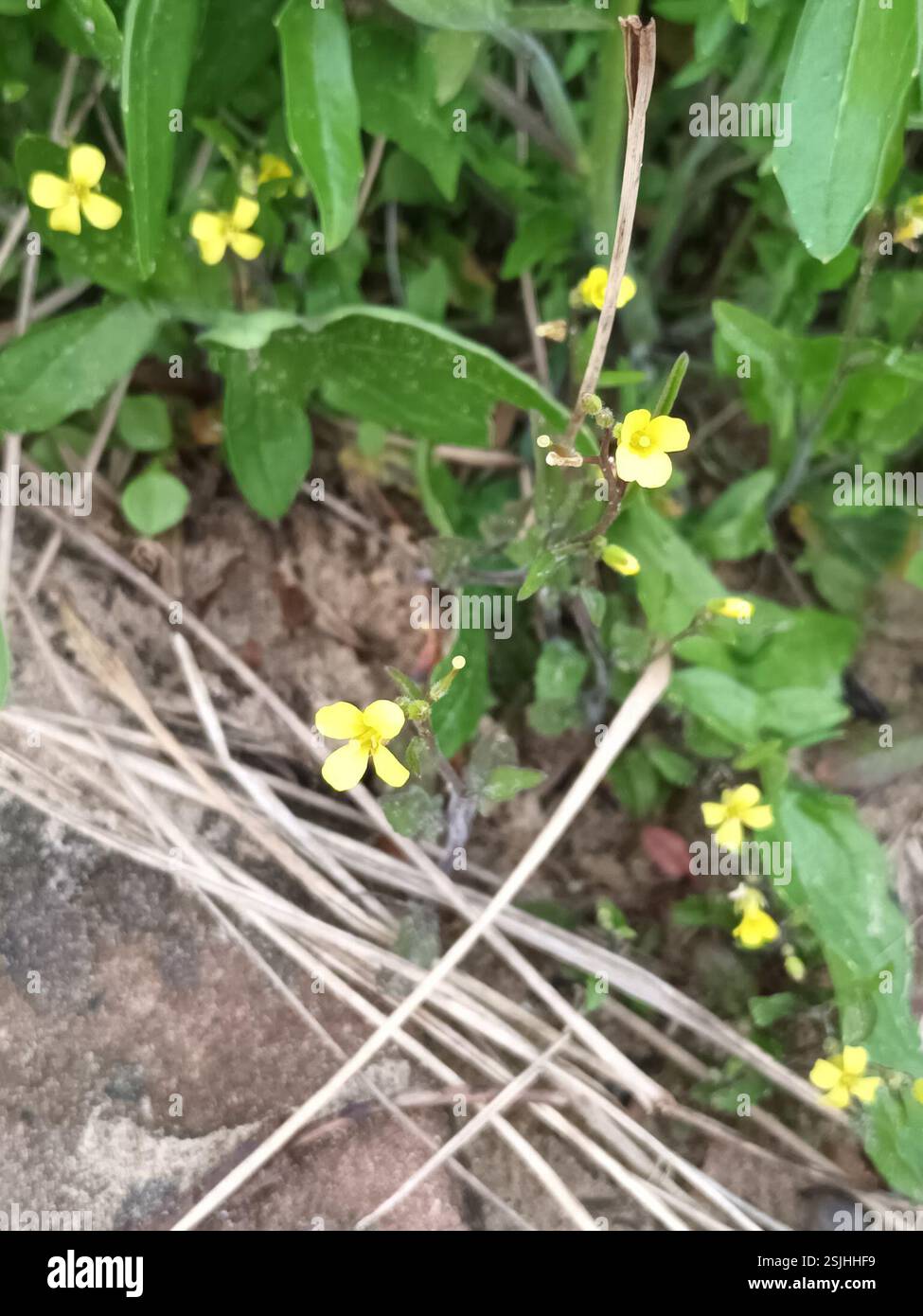 annual wall-rocket (Diplotaxis muralis), Plantae, Hoylake, Wirral, UK Stock Photo - Alamy