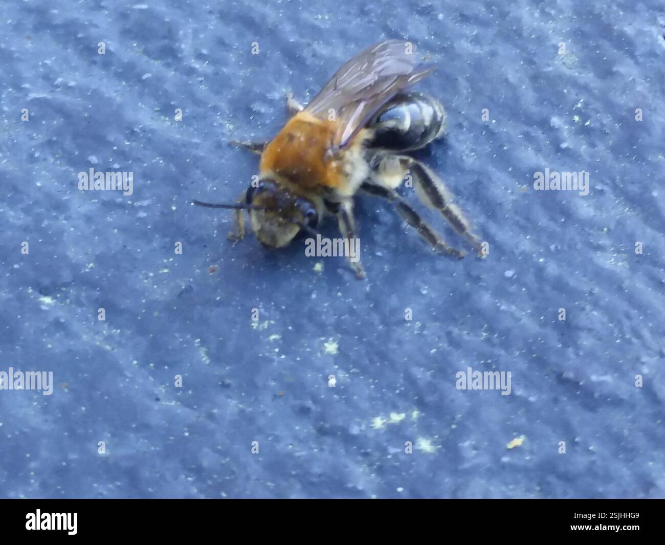 Cellophane Bees (Colletes), Insecta, Windsor Forest, Savannah, GA, USA ...