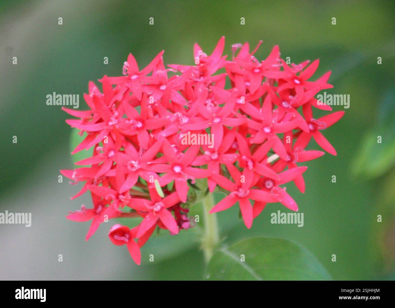 (Knoxieae), Plantae, Mysore Division, Karnataka, India Stock Photo - Alamy
