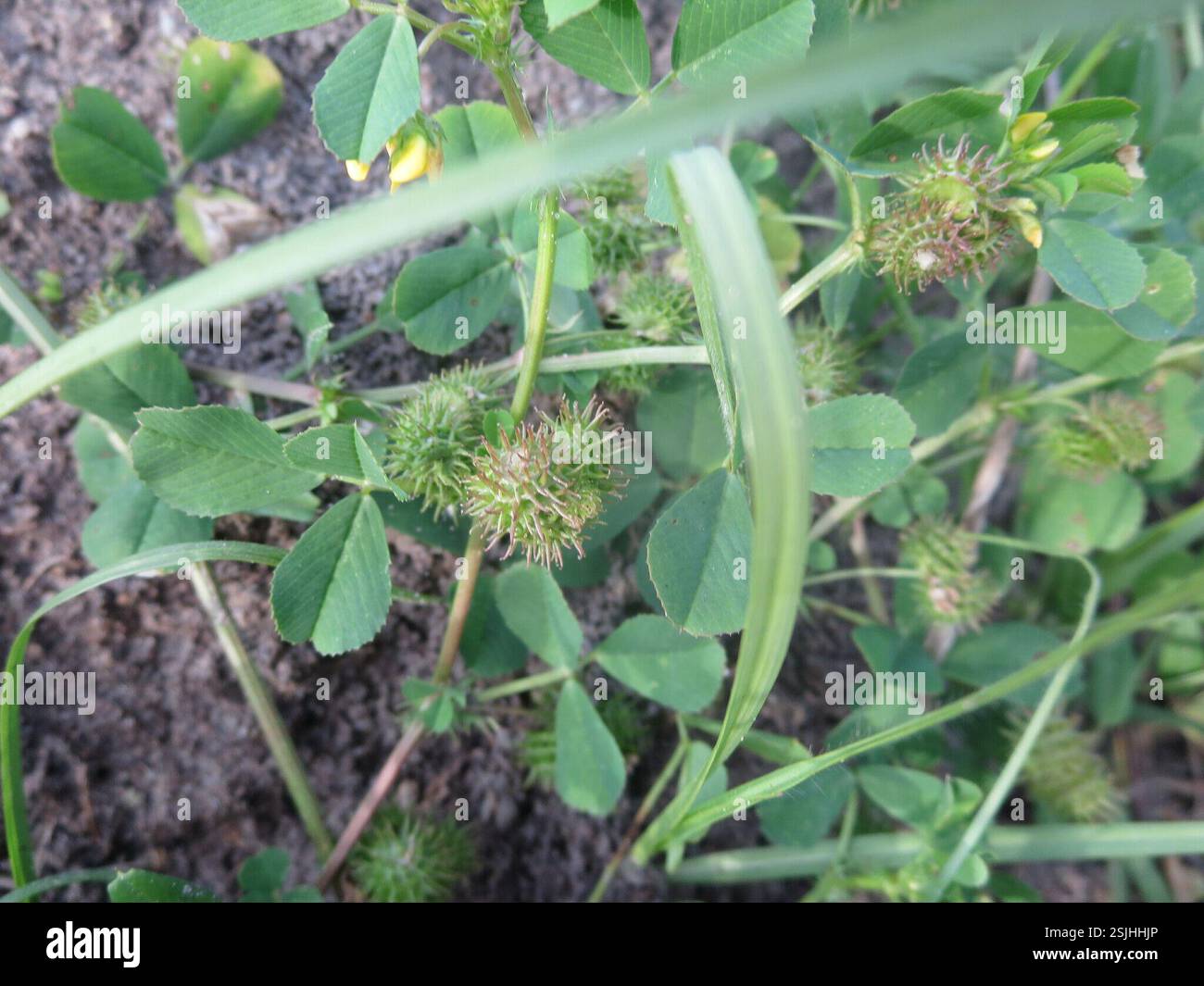 bur clover (Medicago polymorpha), Plantae, Bell's Landing, DGC3 ...